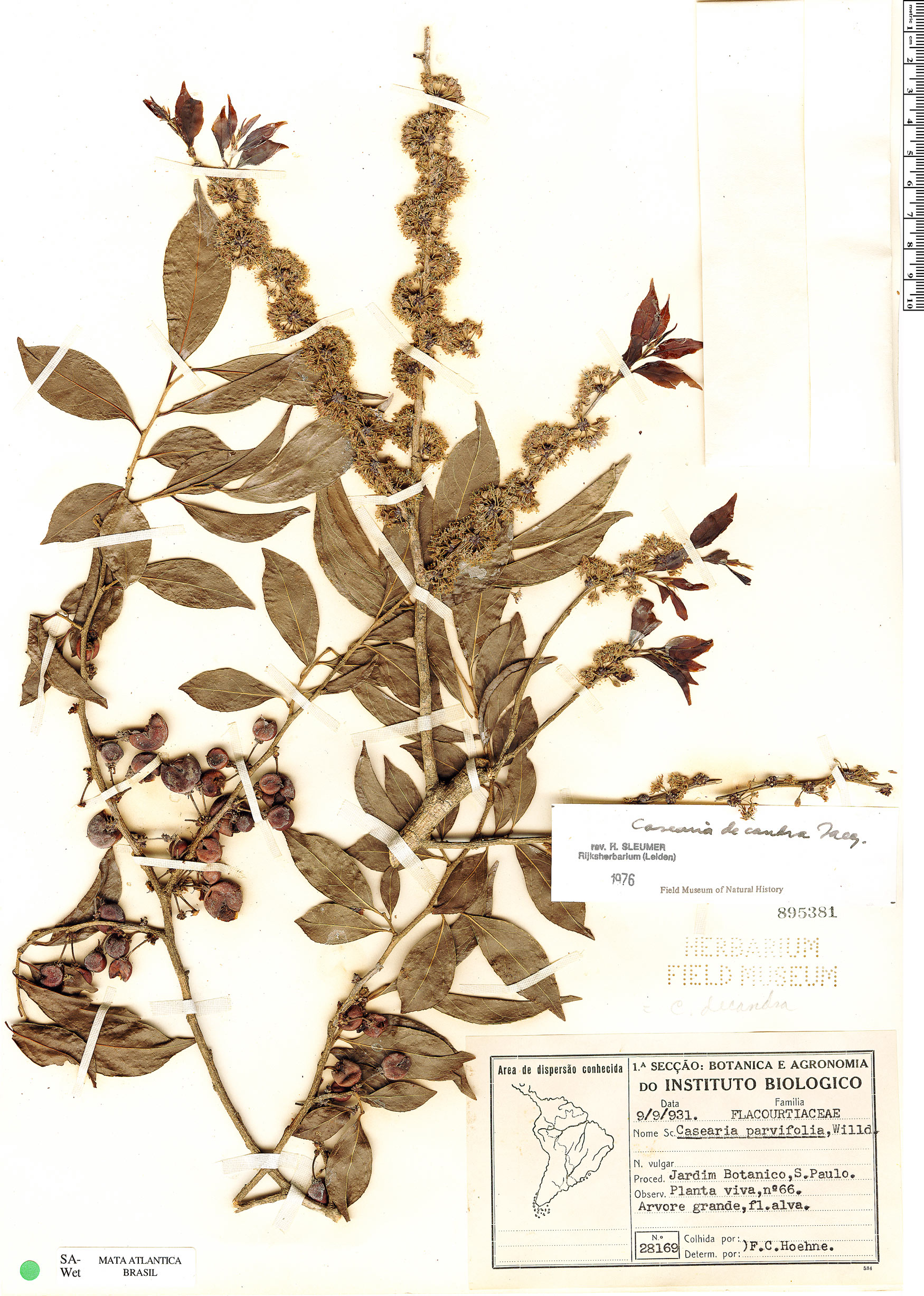 Casearia decandra | Rapid Reference | The Field Museum