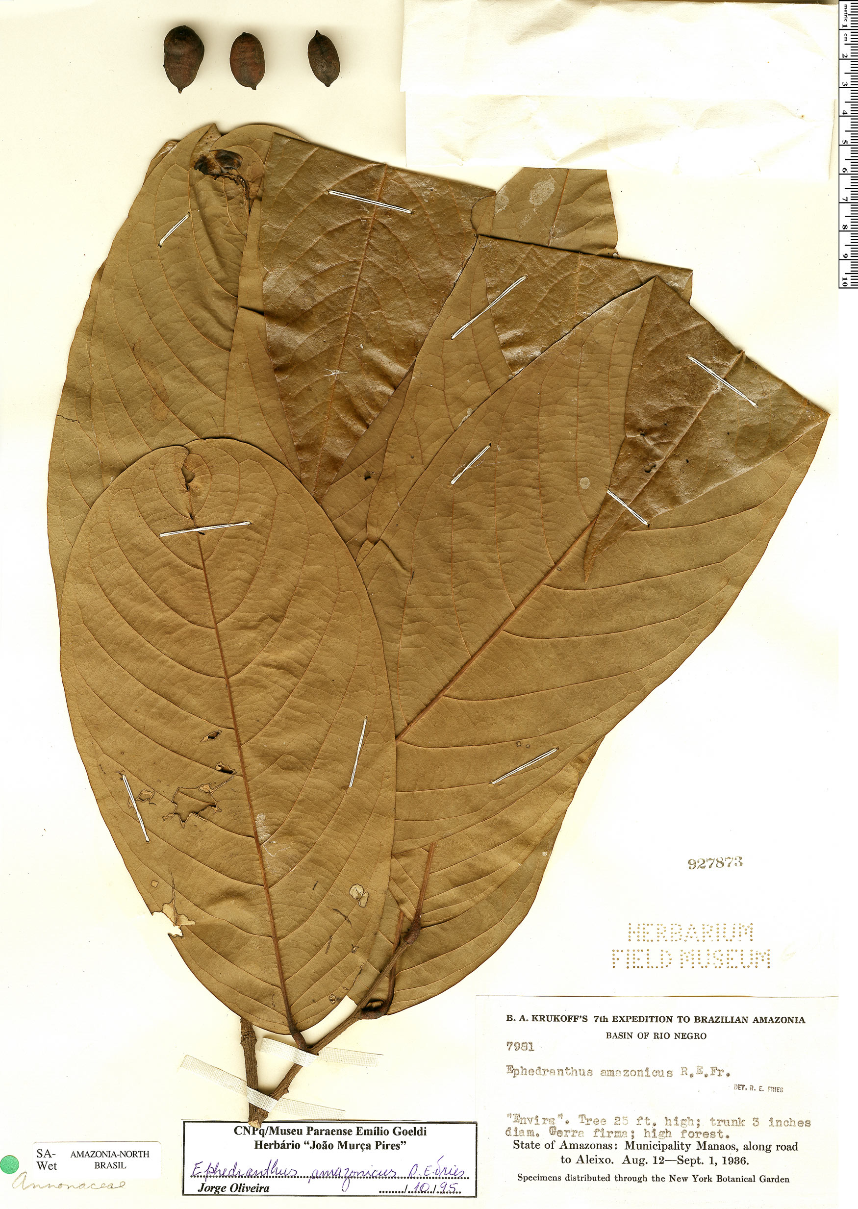 Ephedranthus amazonicus | Rapid Reference | The Field Museum