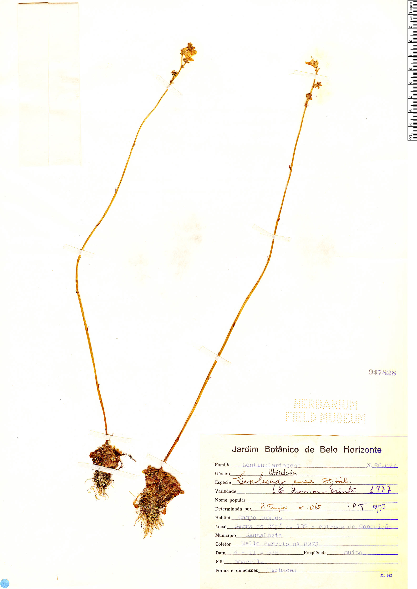 Genlisea aurea | Herbário Rapid Reference | The Field Museum