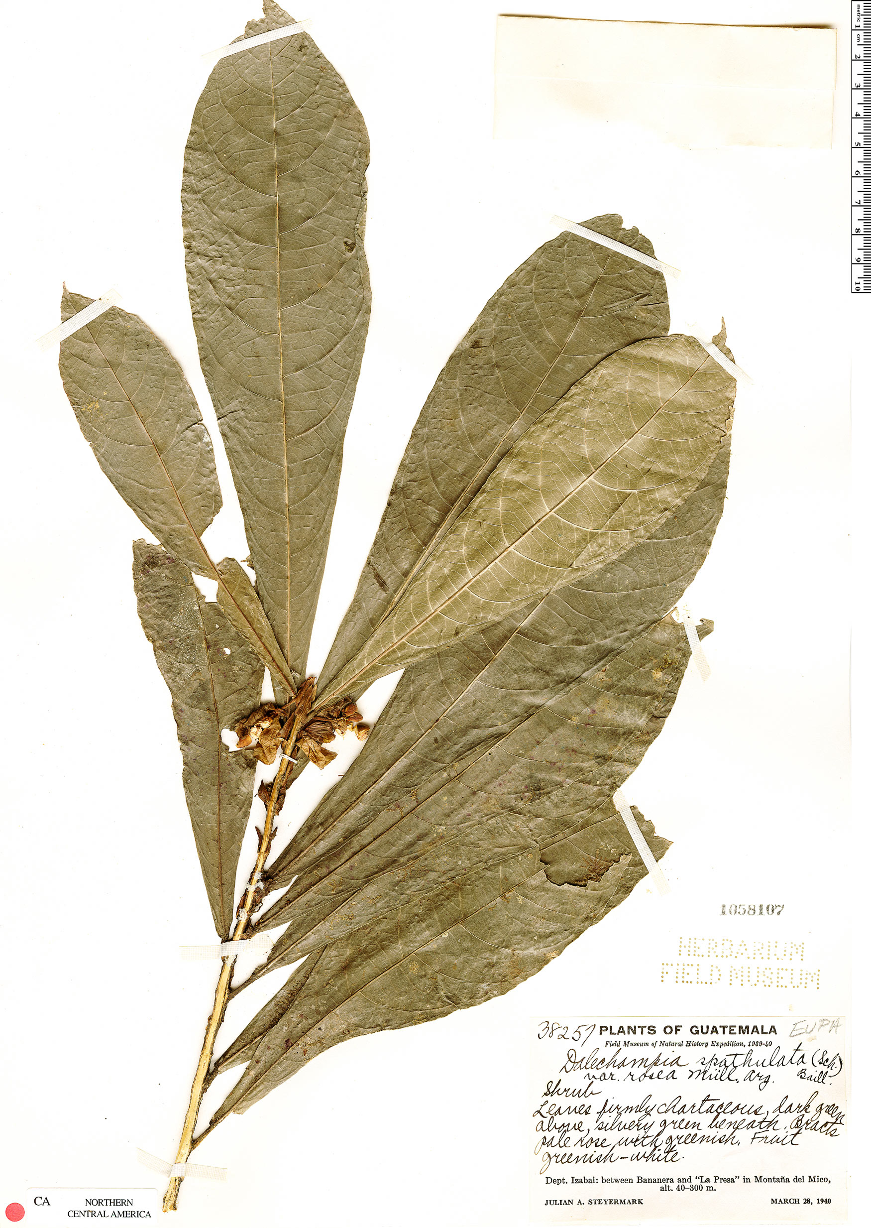Dalechampia spathulata | Rapid Reference | The Field Museum
