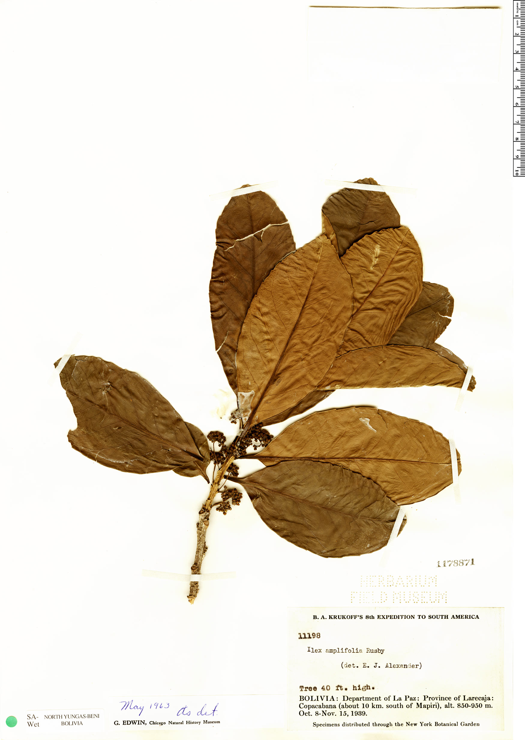 Ilex amplifolia | Rapid Reference | The Field Museum