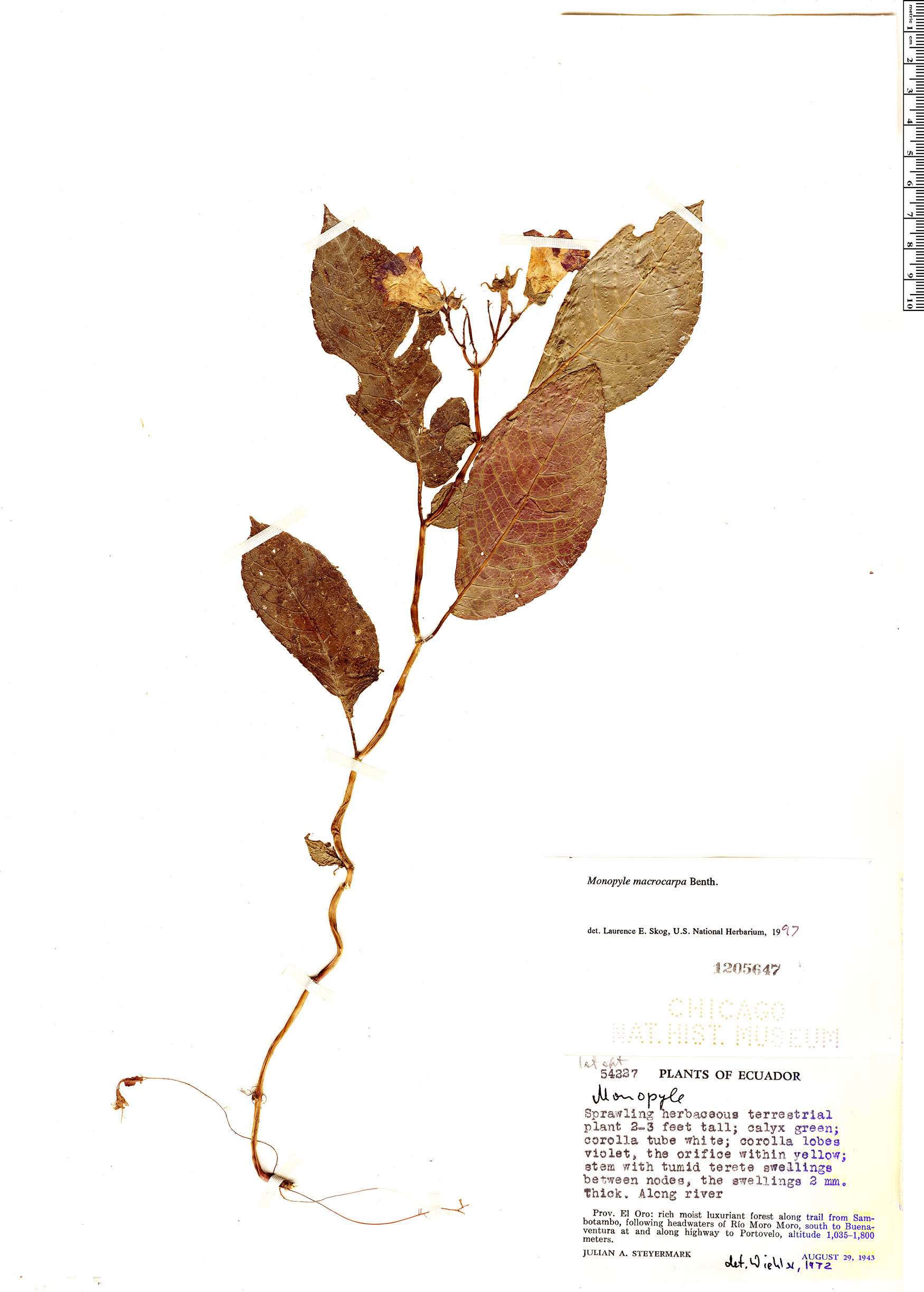 Monopyle macrocarpa | Rapid Reference | The Field Museum