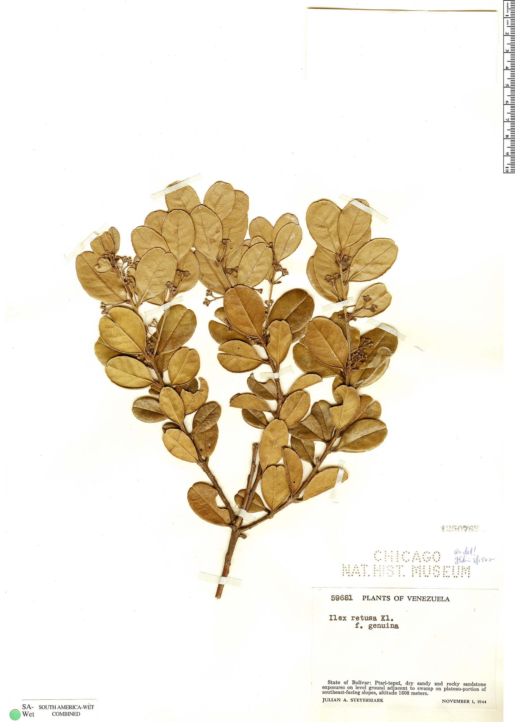 Ilex retusa | Rapid Reference | The Field Museum