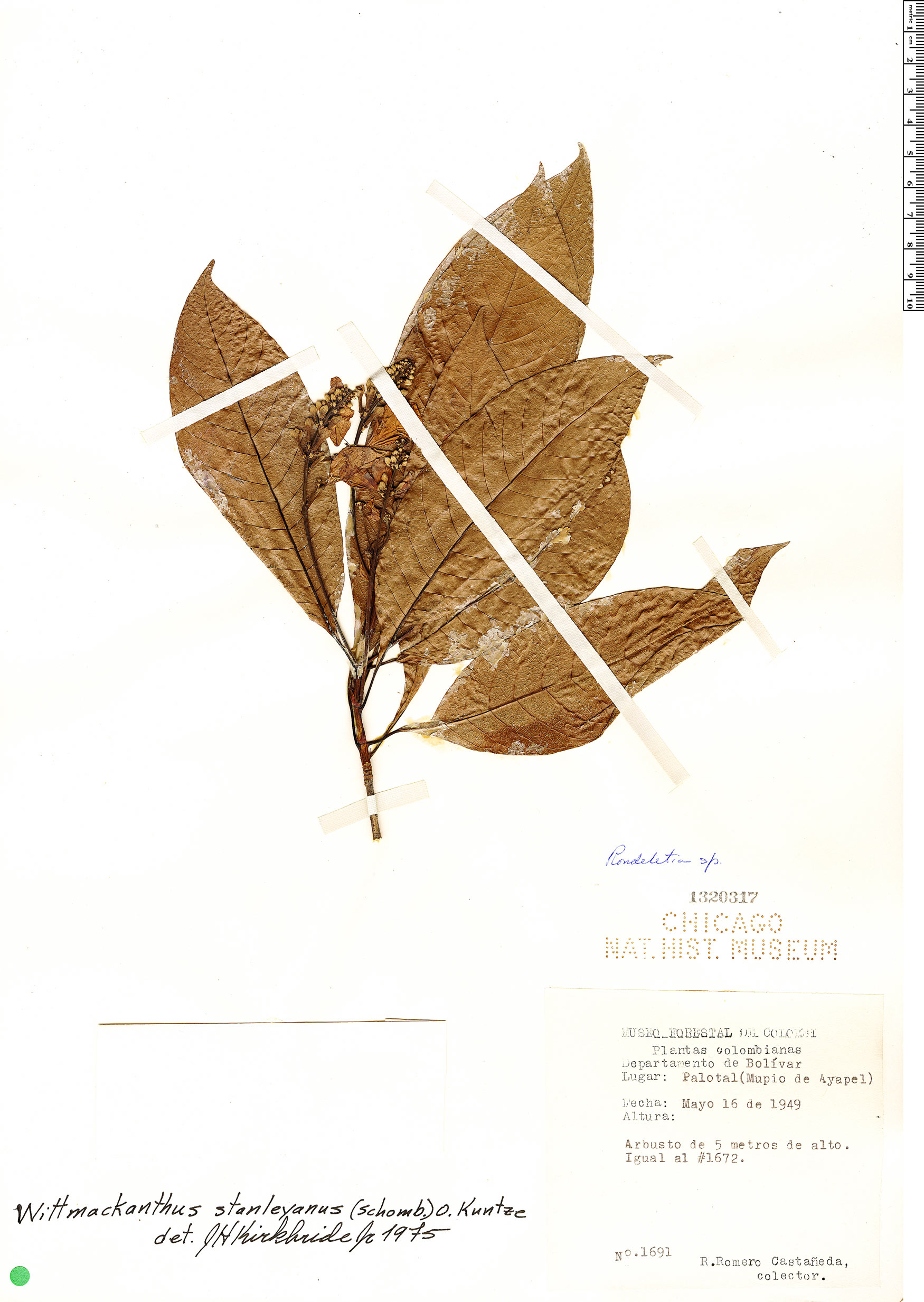 Wittmackanthus stanleyanus | Rapid Reference | The Field Museum
