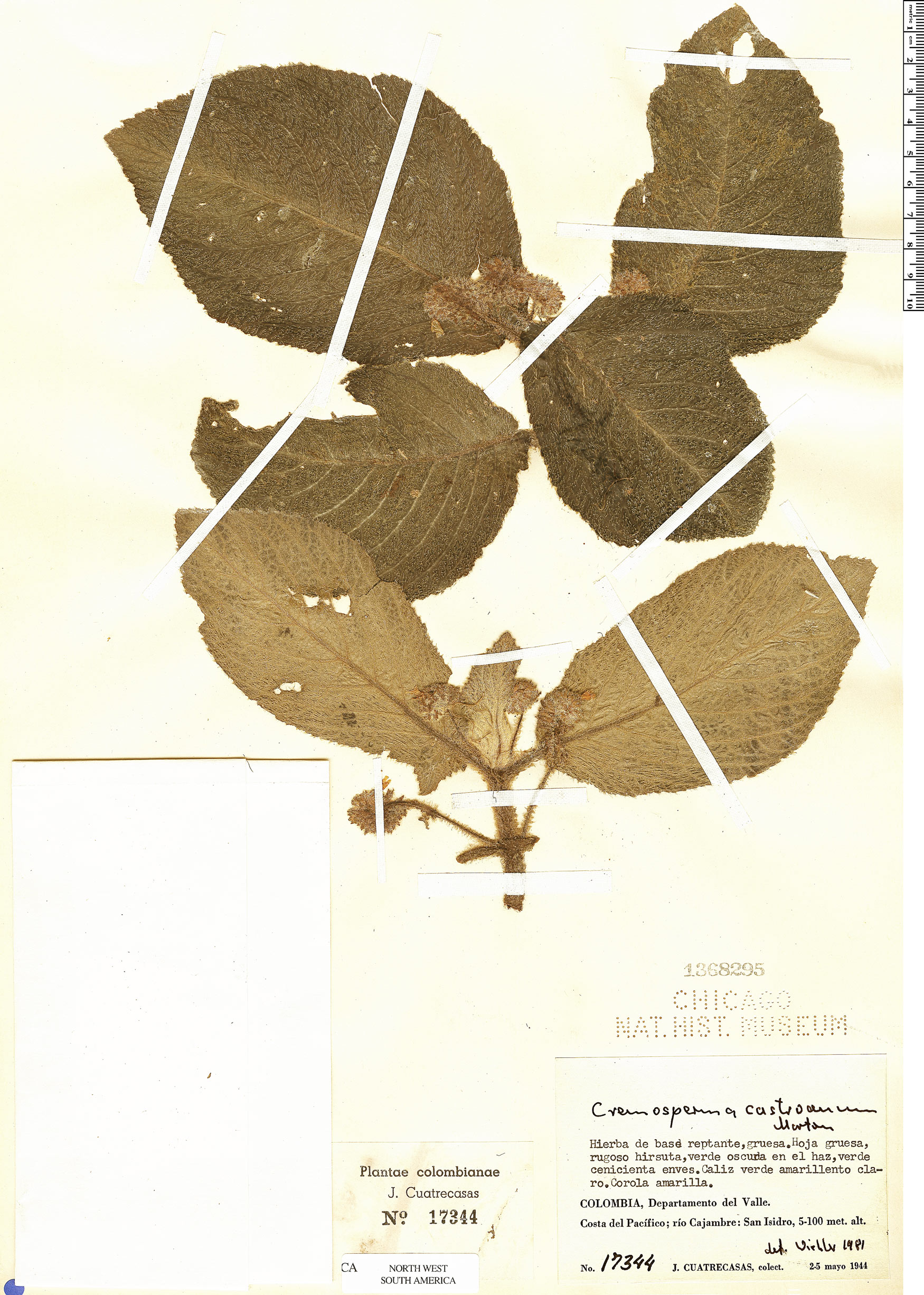 Cremosperma castroanum | Herbário Rapid Reference | The Field Museum