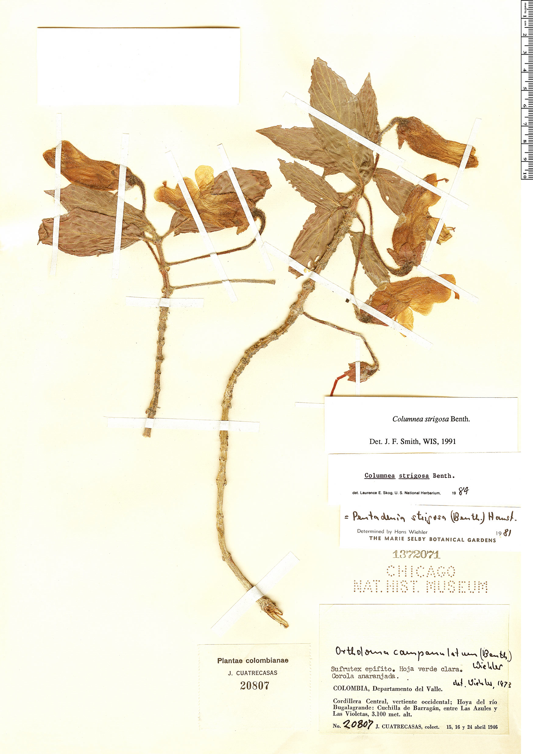 Columnea strigosa | Herbário Rapid Reference | The Field Museum