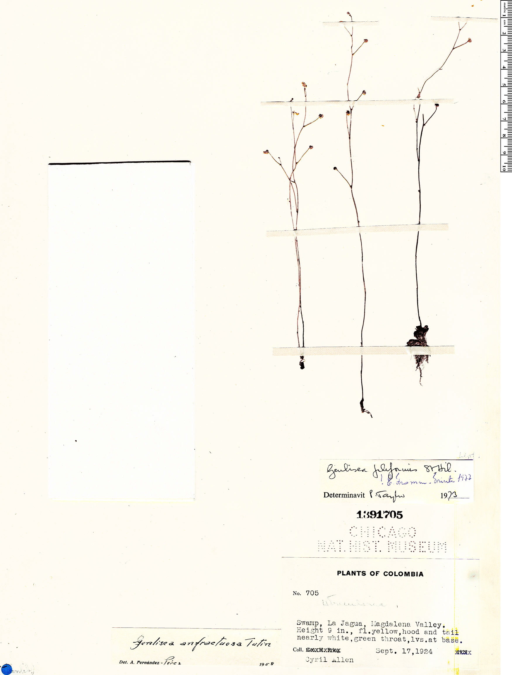Genlisea filiformis | Herbário Rapid Reference | The Field Museum