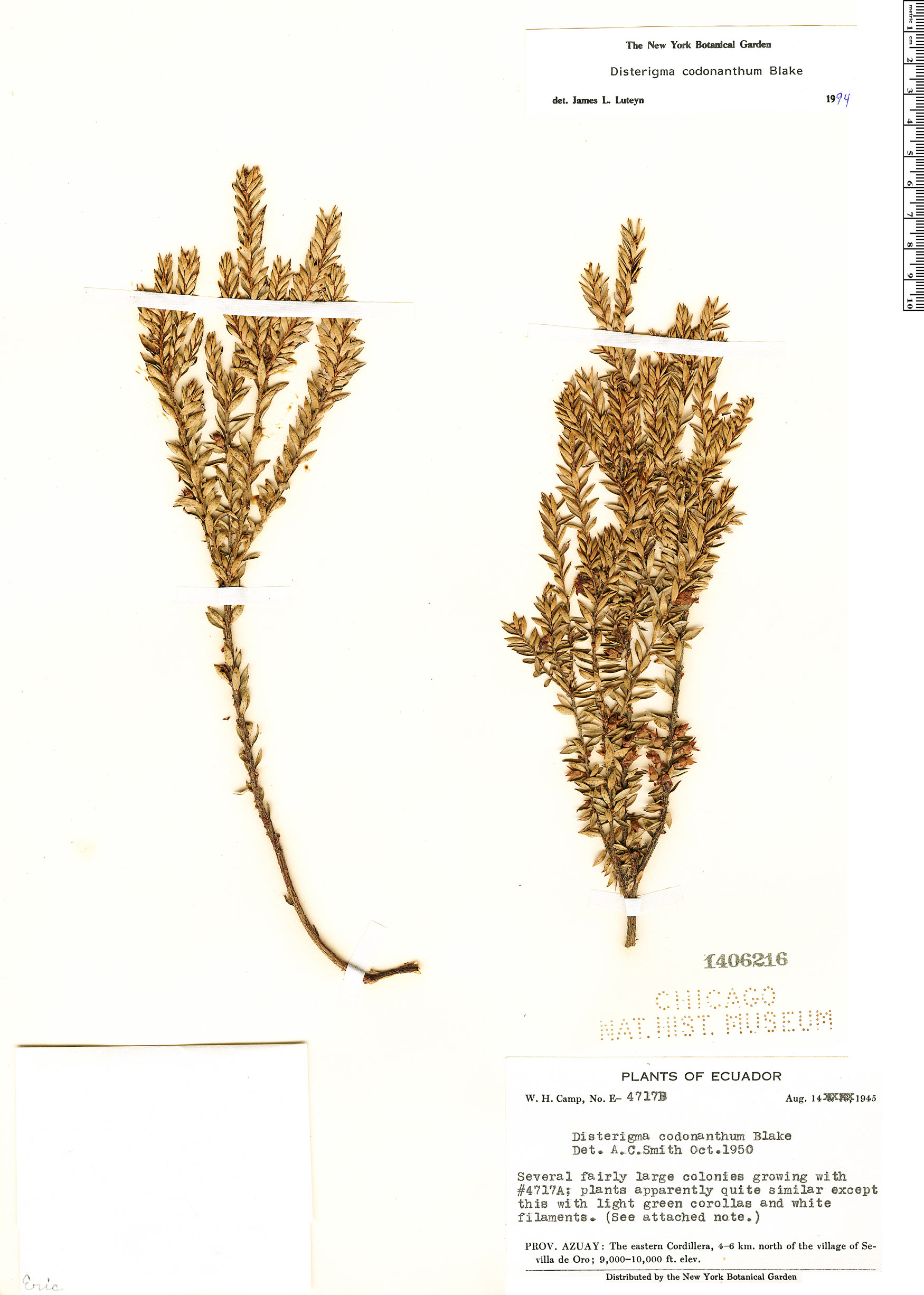 Disterigma codonanthum | Rapid Reference | The Field Museum