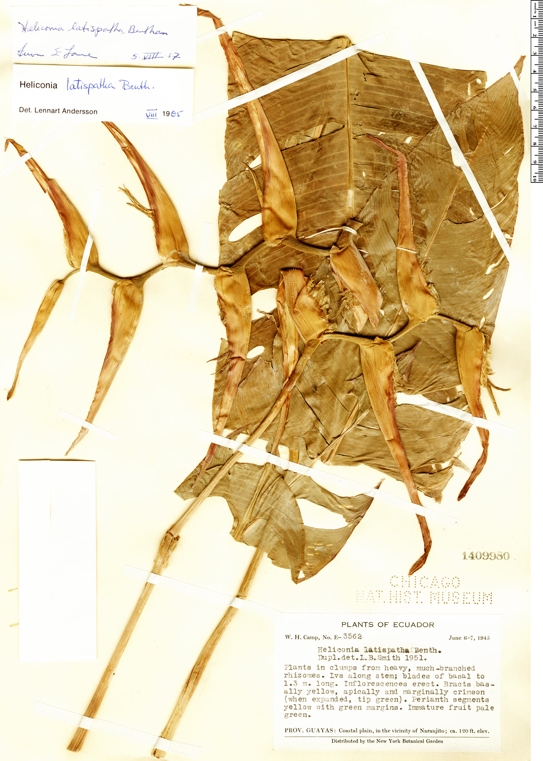 Heliconia latispatha | Rapid Reference | The Field Museum