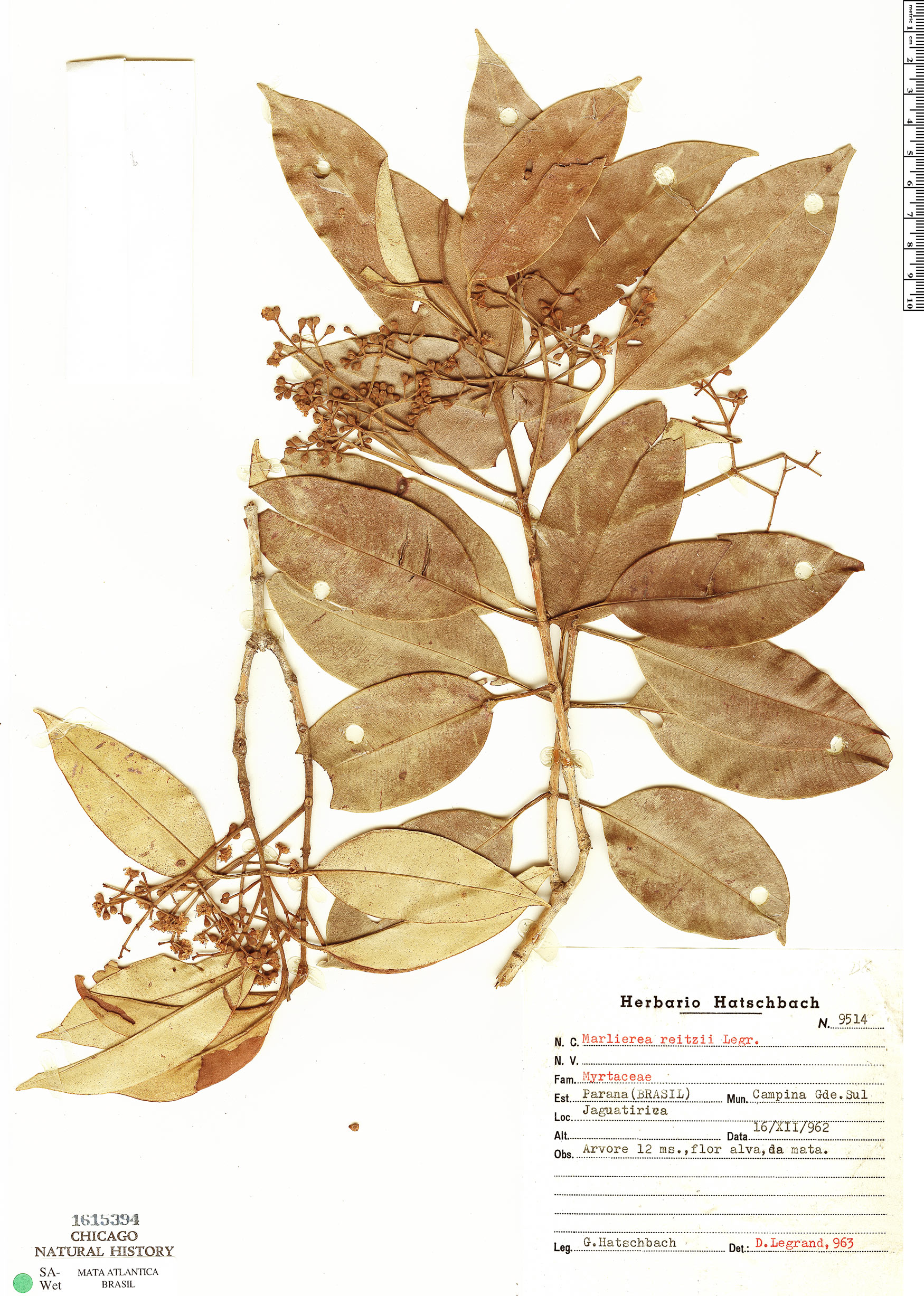 Marlierea reitzii | Herbário Rapid Reference | The Field Museum