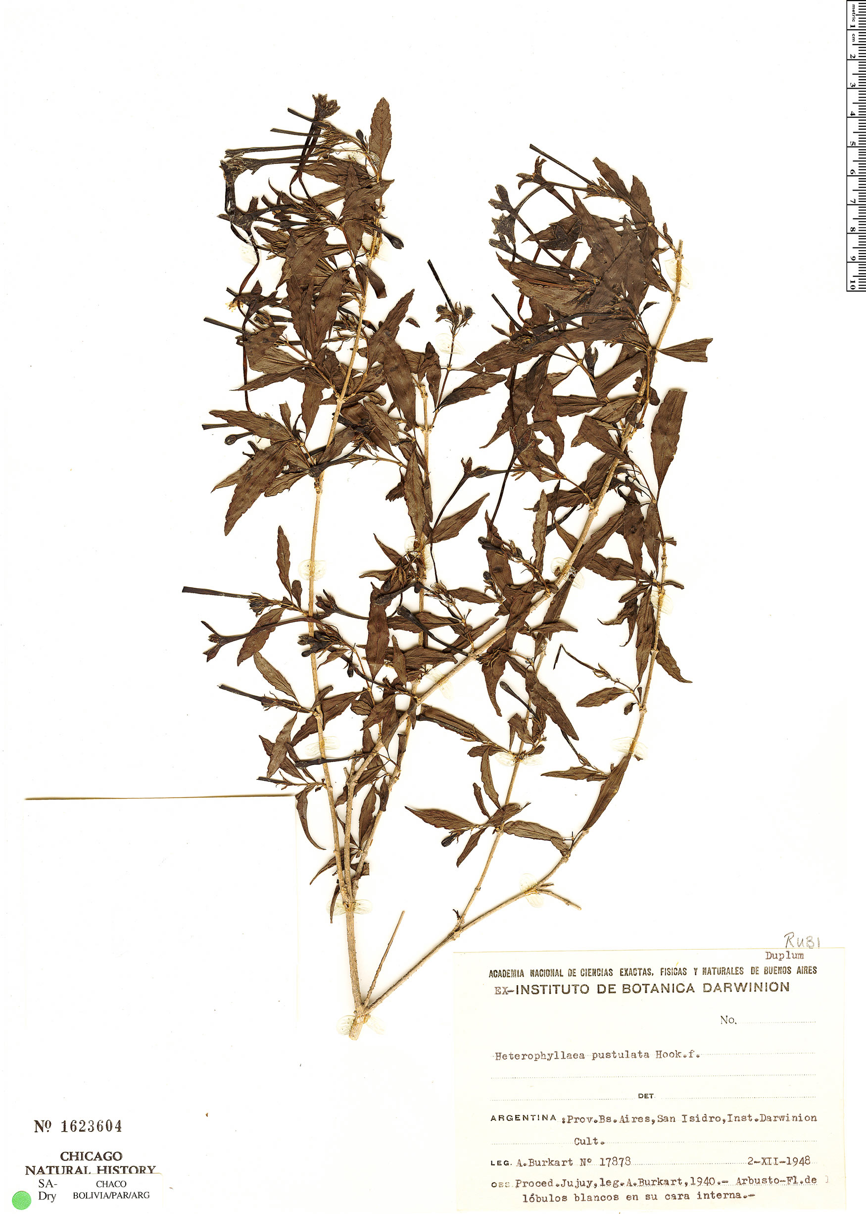 Heterophyllaea pustulata | Rapid Reference | The Field Museum