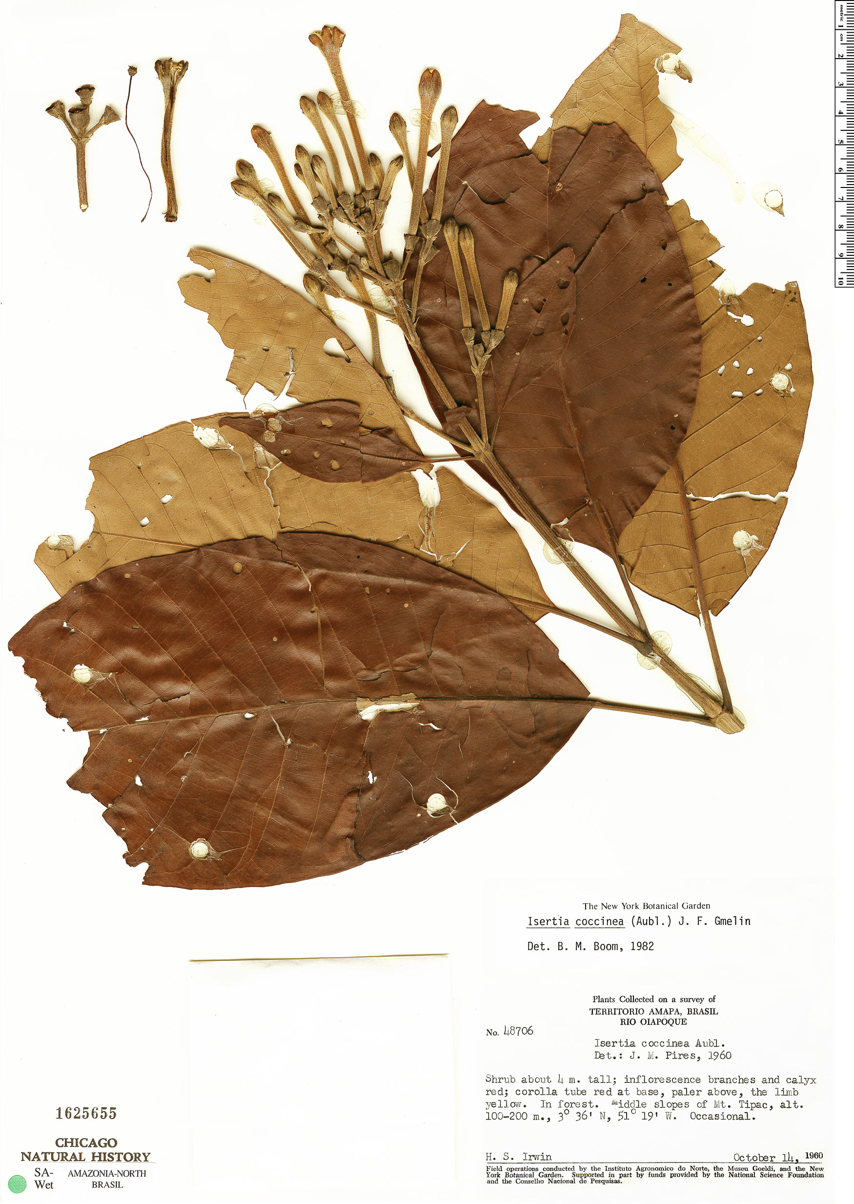 Isertia coccinea | Rapid Reference | The Field Museum