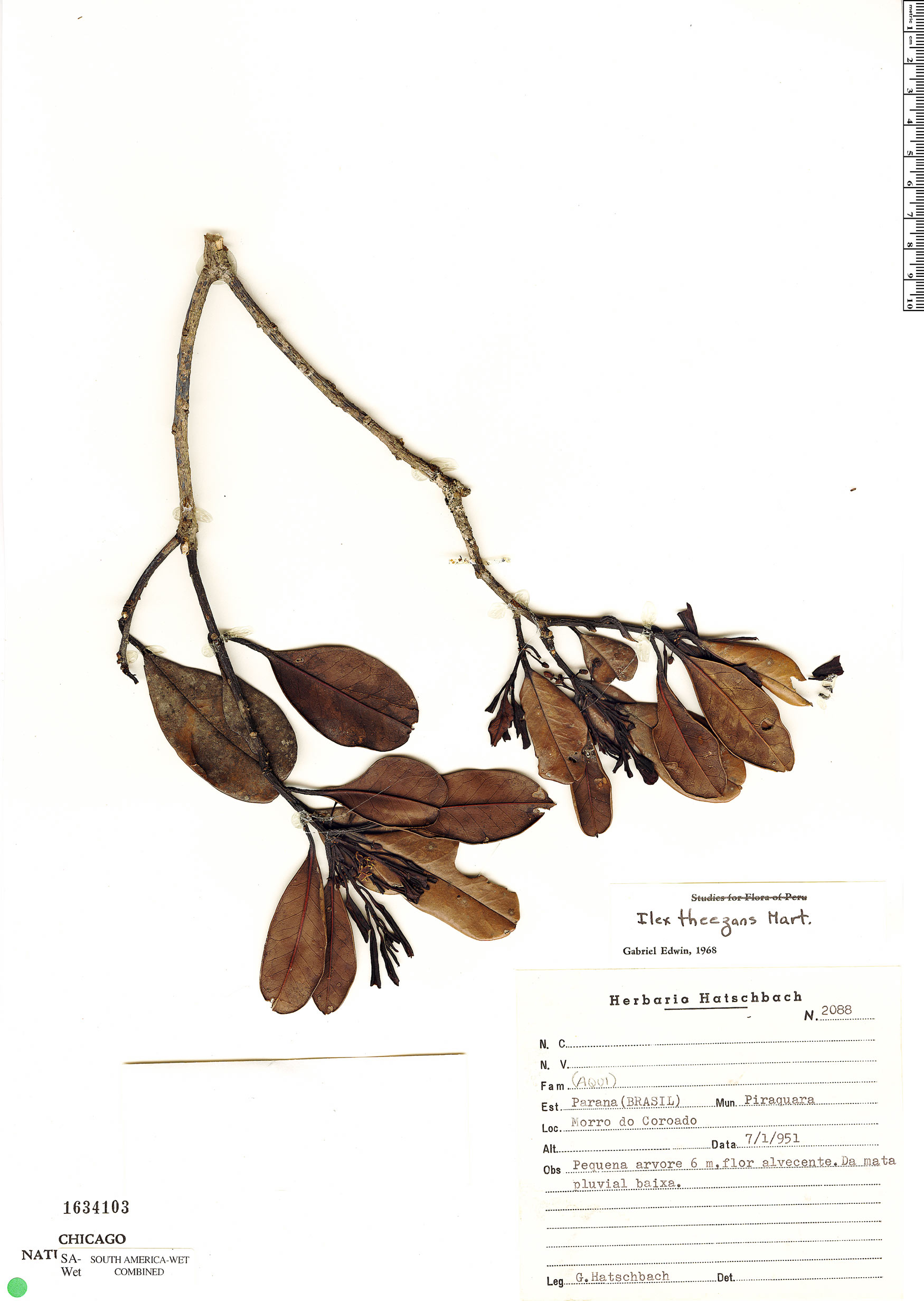 Ilex theizans | Rapid Reference | The Field Museum