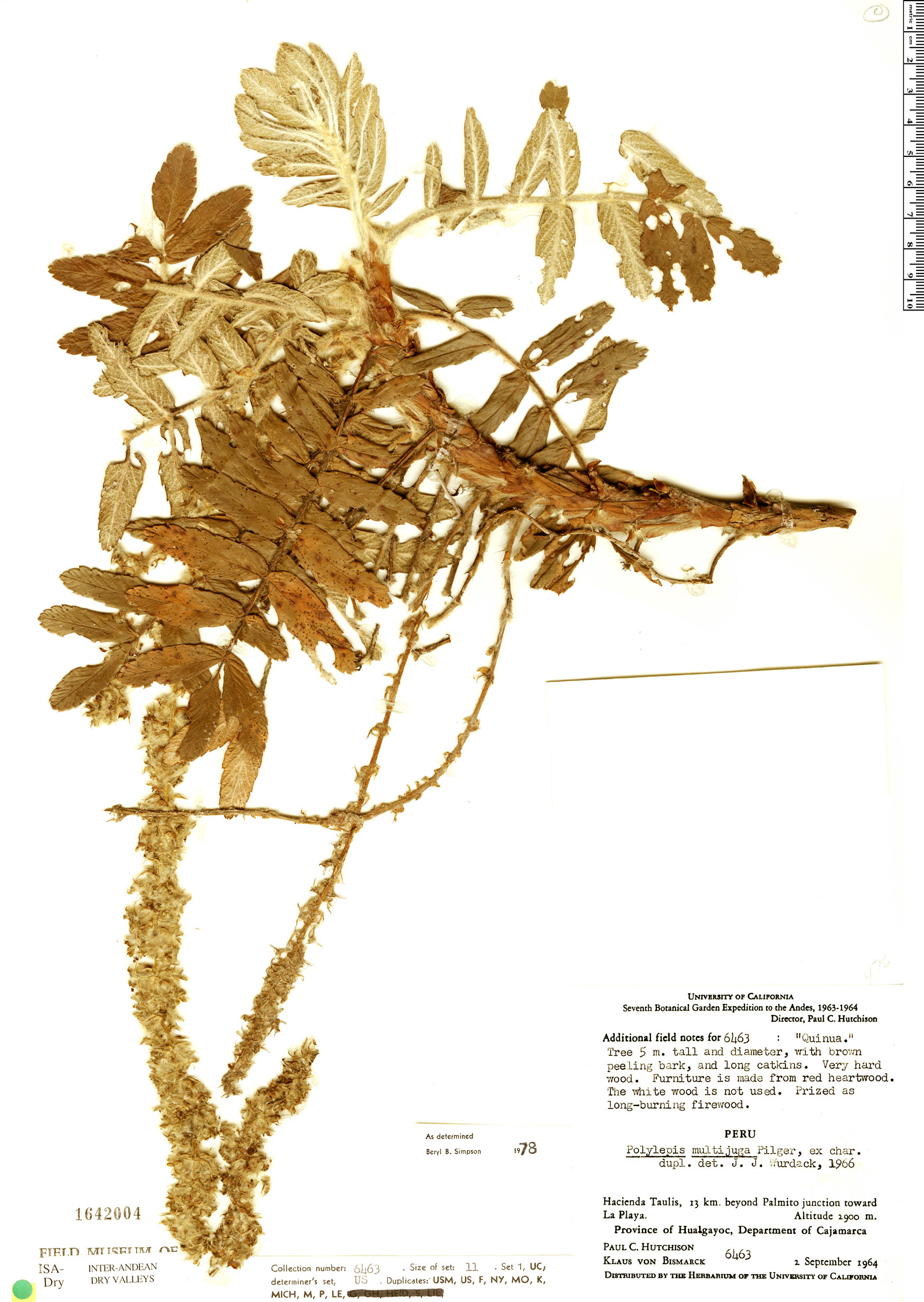 Polylepis multijuga Pilg.