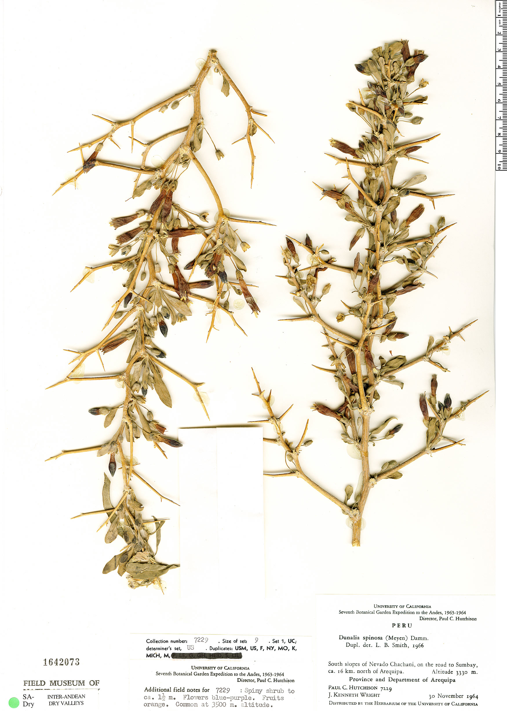 Dunalia spinosa | Rapid Reference | The Field Museum