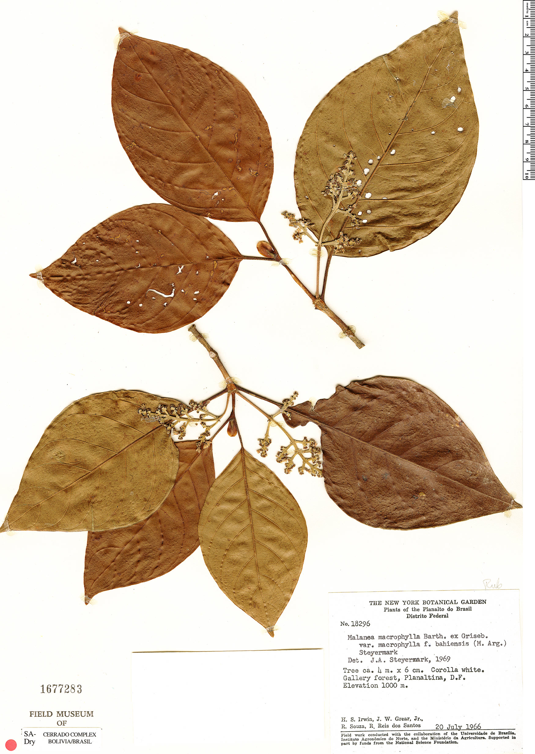 Malanea macrophylla | Herbário Rapid Reference | The Field Museum