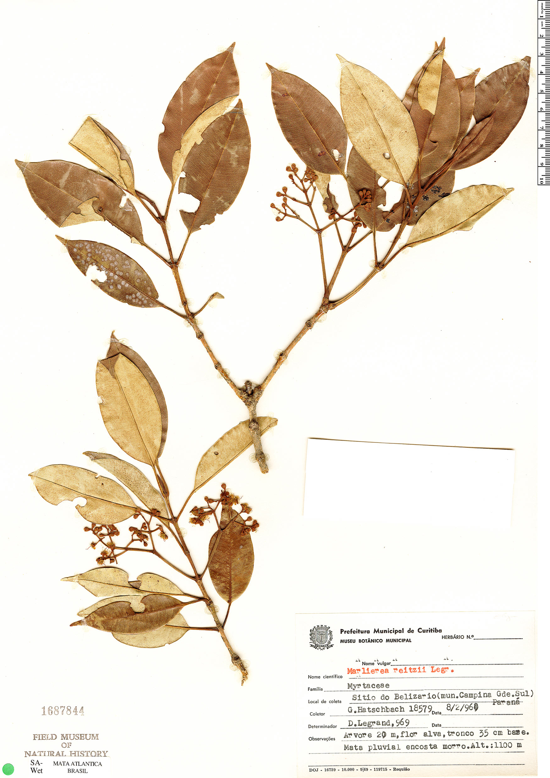 Marlierea reitzii | Herbário Rapid Reference | The Field Museum
