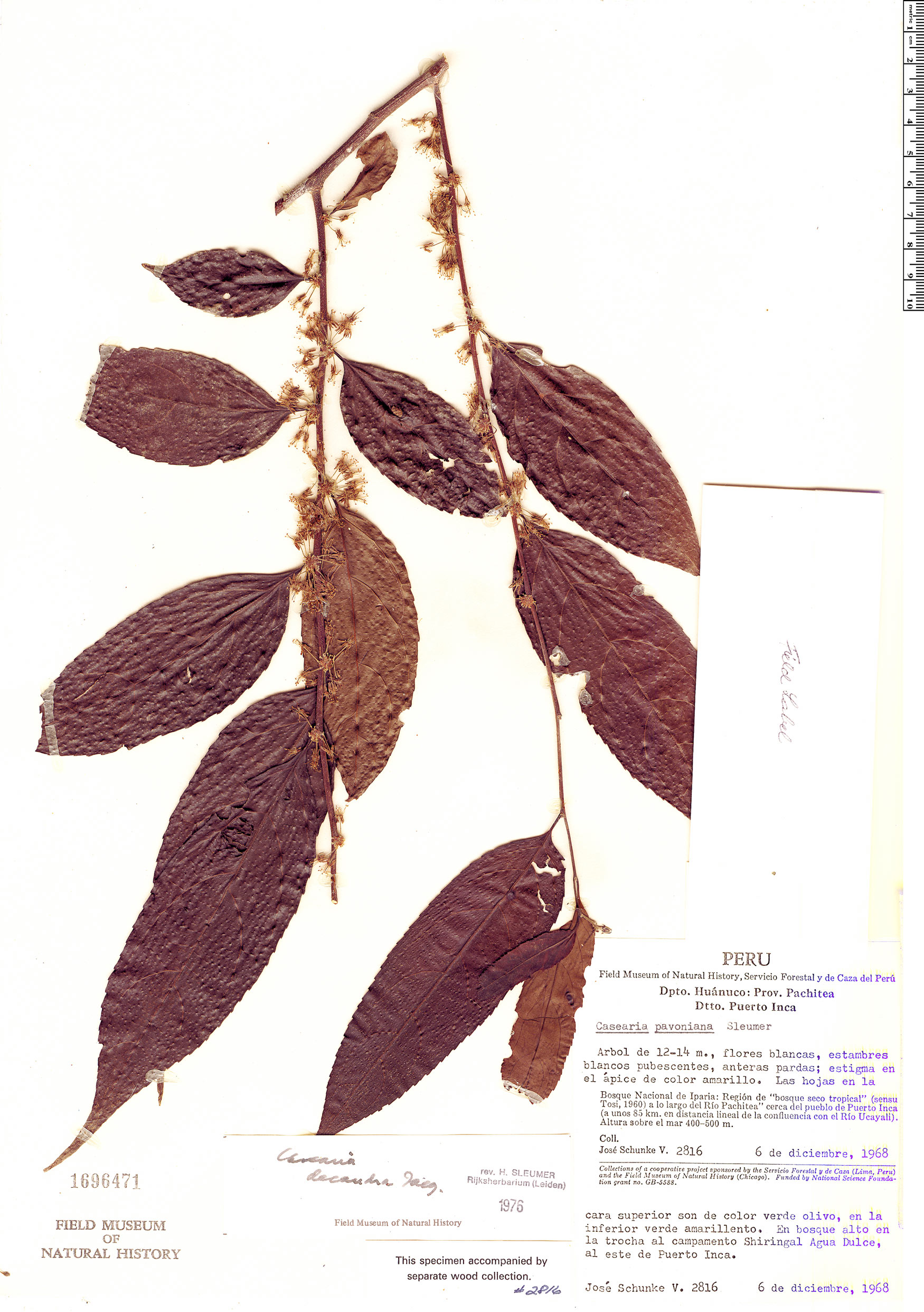 Casearia decandra | Rapid Reference | The Field Museum