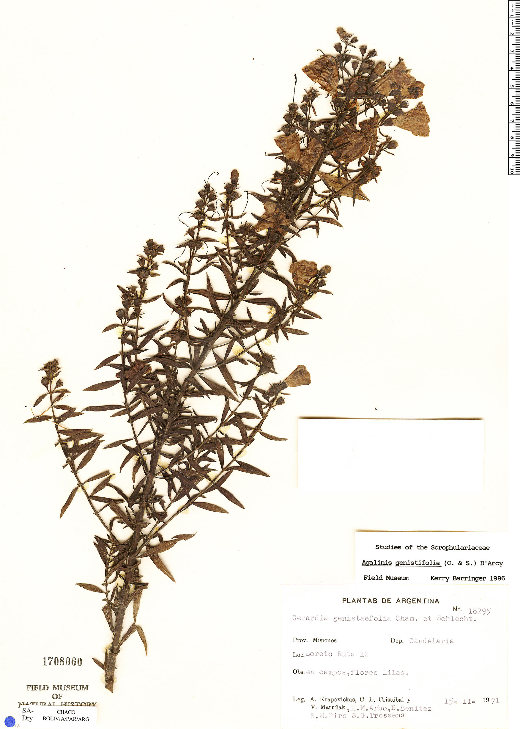 Agalinis genistifolia | Rapid Reference | The Field Museum