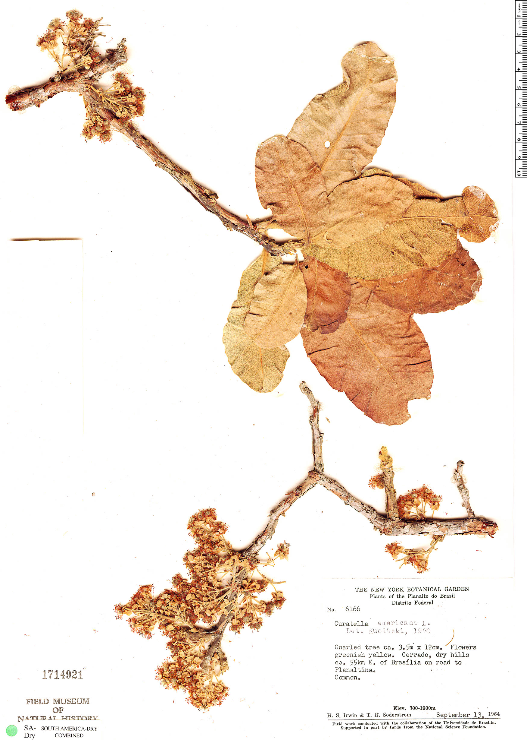 Curatella americana | Rapid Reference | The Field Museum