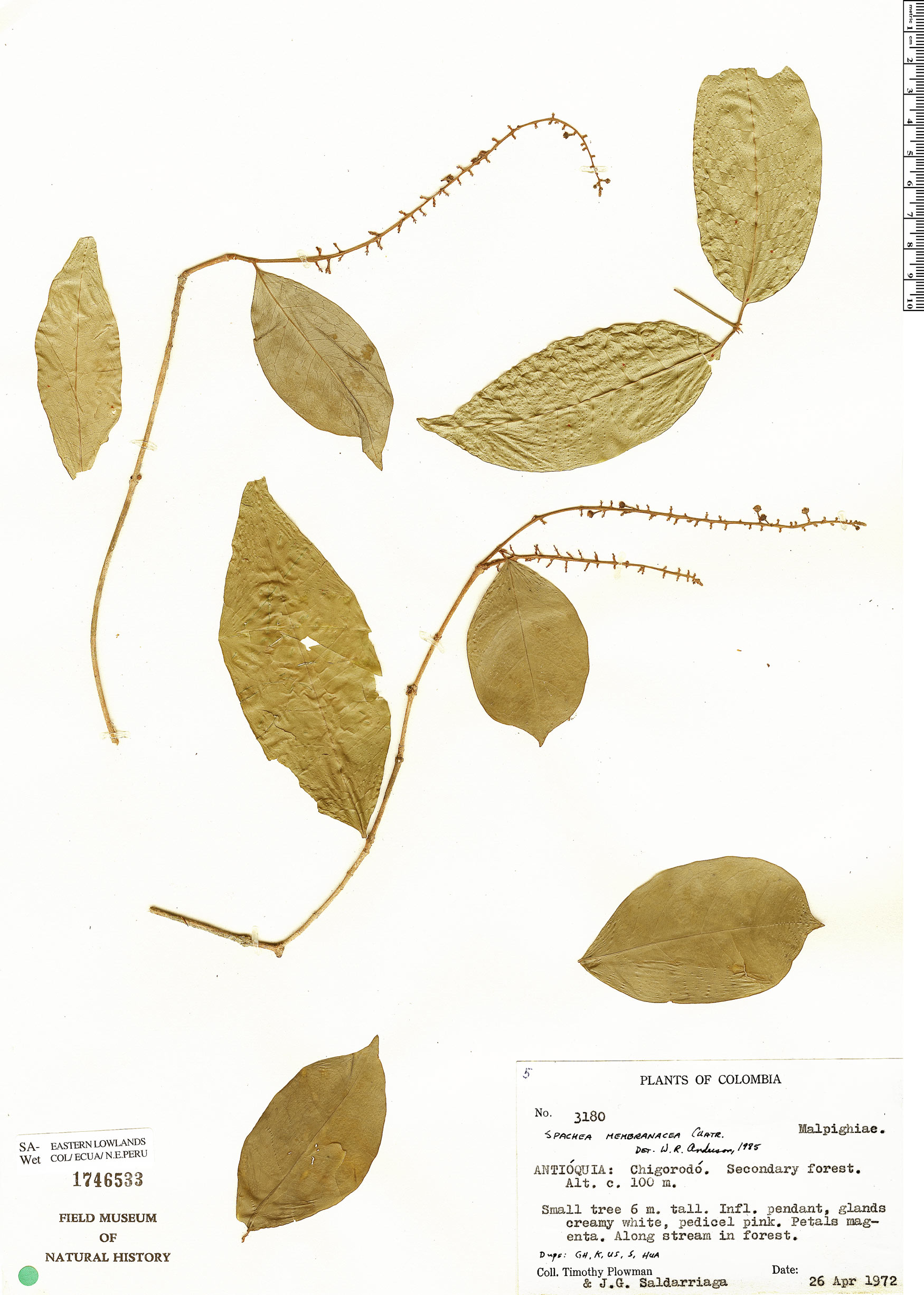 Spachea membranacea | Rapid Reference | The Field Museum