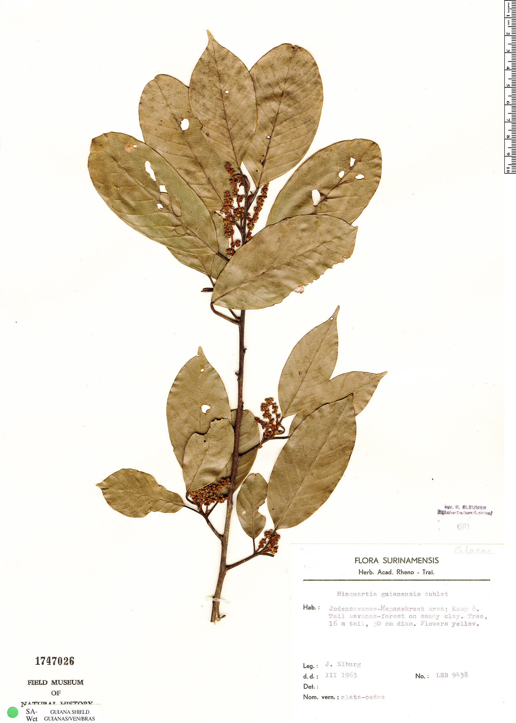 Minquartia guianensis | Rapid Reference | The Field Museum