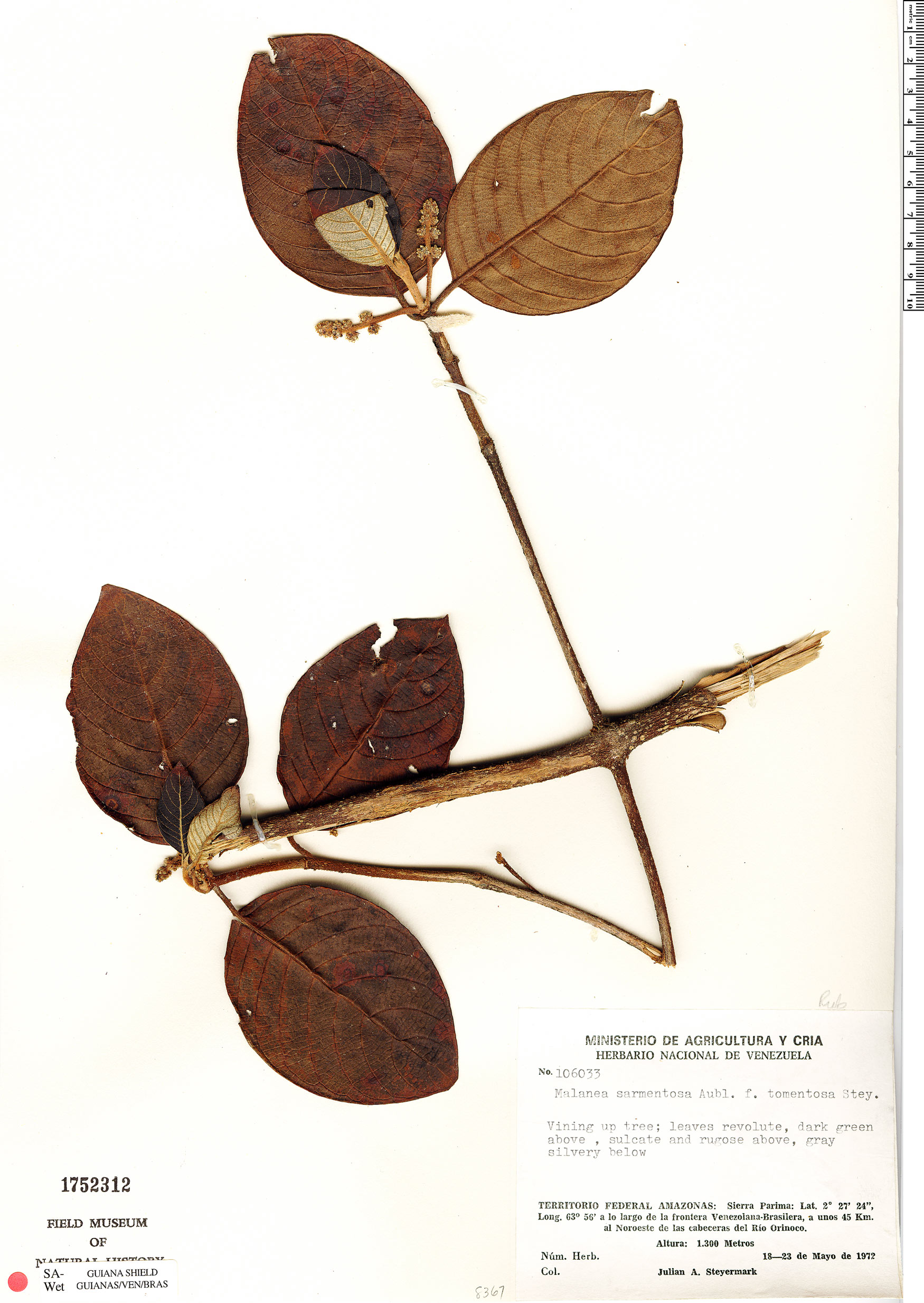 Malanea sarmentosa | Rapid Reference | The Field Museum