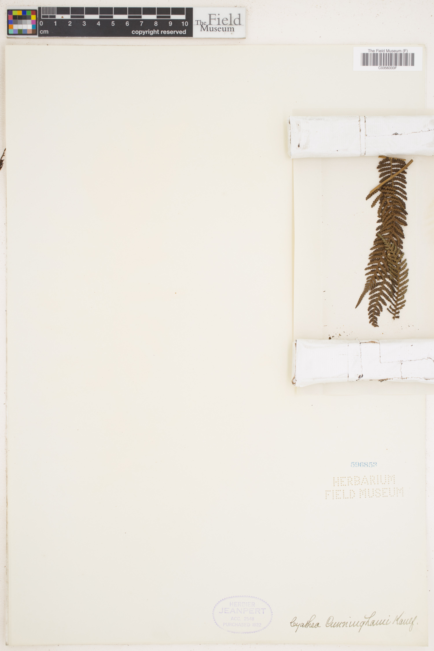 Alsophila cunninghamii (Hook.fil.) R.M.Tryon