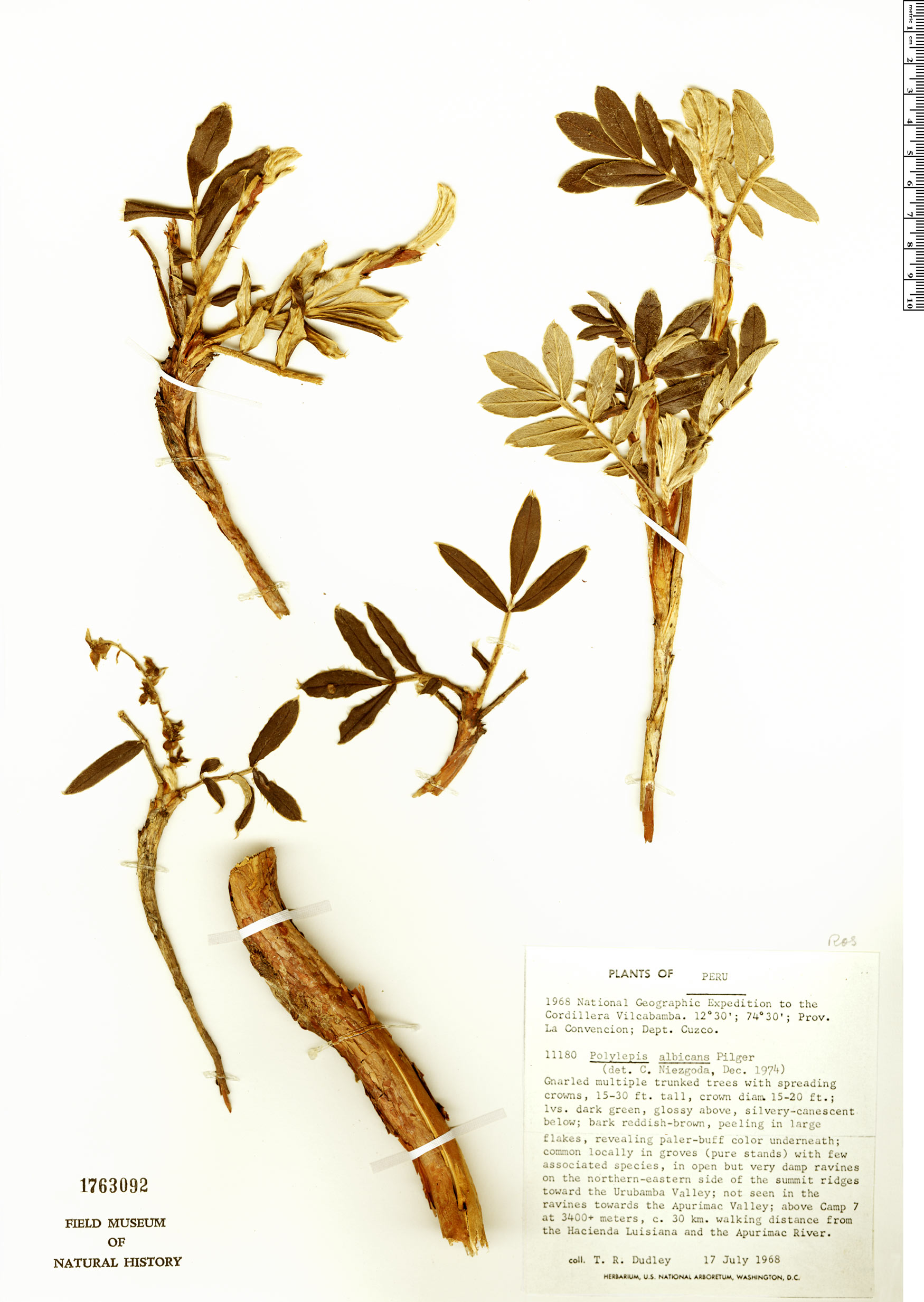 Polylepis canoi | Rapid Reference | The Field Museum