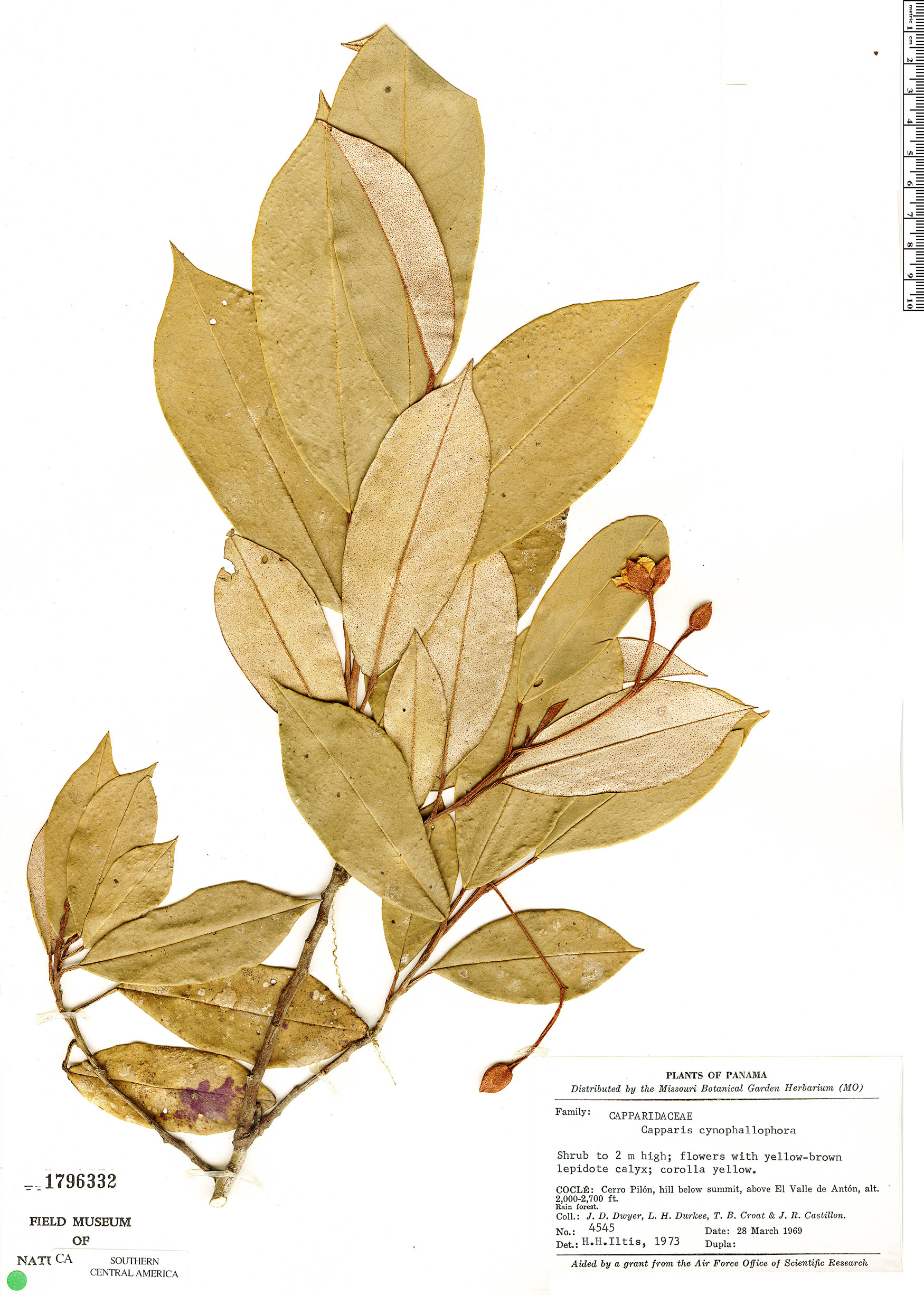 Quadrella isthmensis | Rapid Reference | The Field Museum