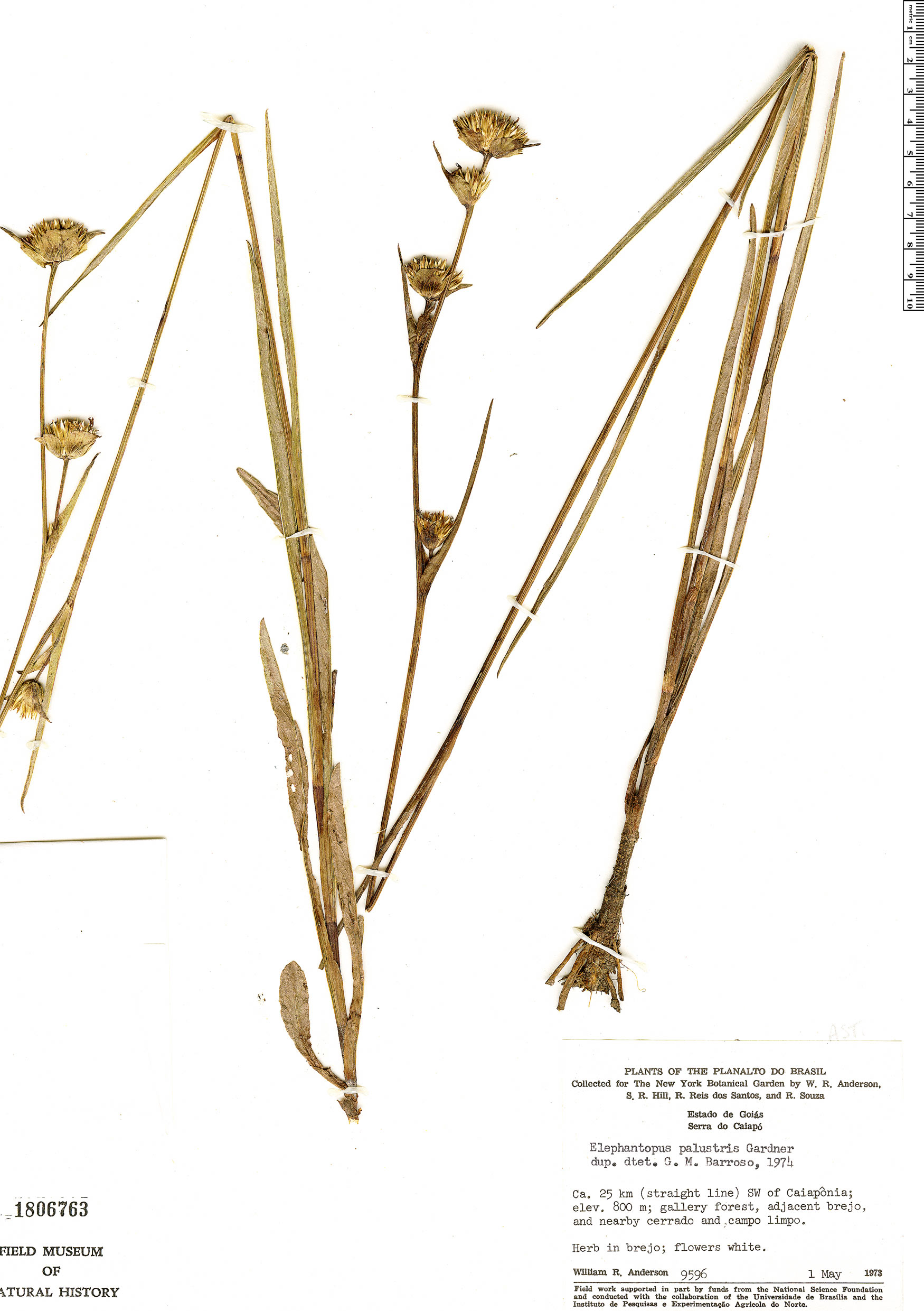 Elephantopus palustris | Rapid Reference | The Field Museum