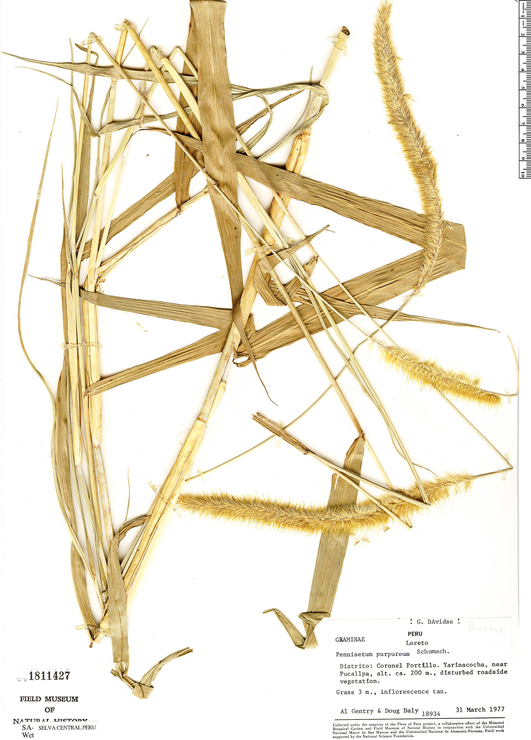 Cenchrus purpureus | Rapid Reference | The Field Museum