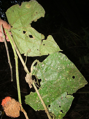Gurania rhizantha | Live Plant Photos | The Field Museum