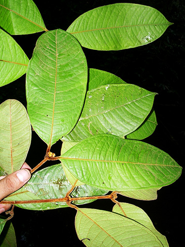 Marlierea insignis | Fotos de Campo | The Field Museum