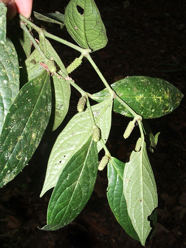 Piper anonifolium | Live Plant Photos | The Field Museum