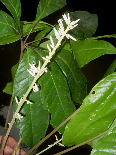 Conchocarpus toxicarius | Live Plant Photos | The Field Museum