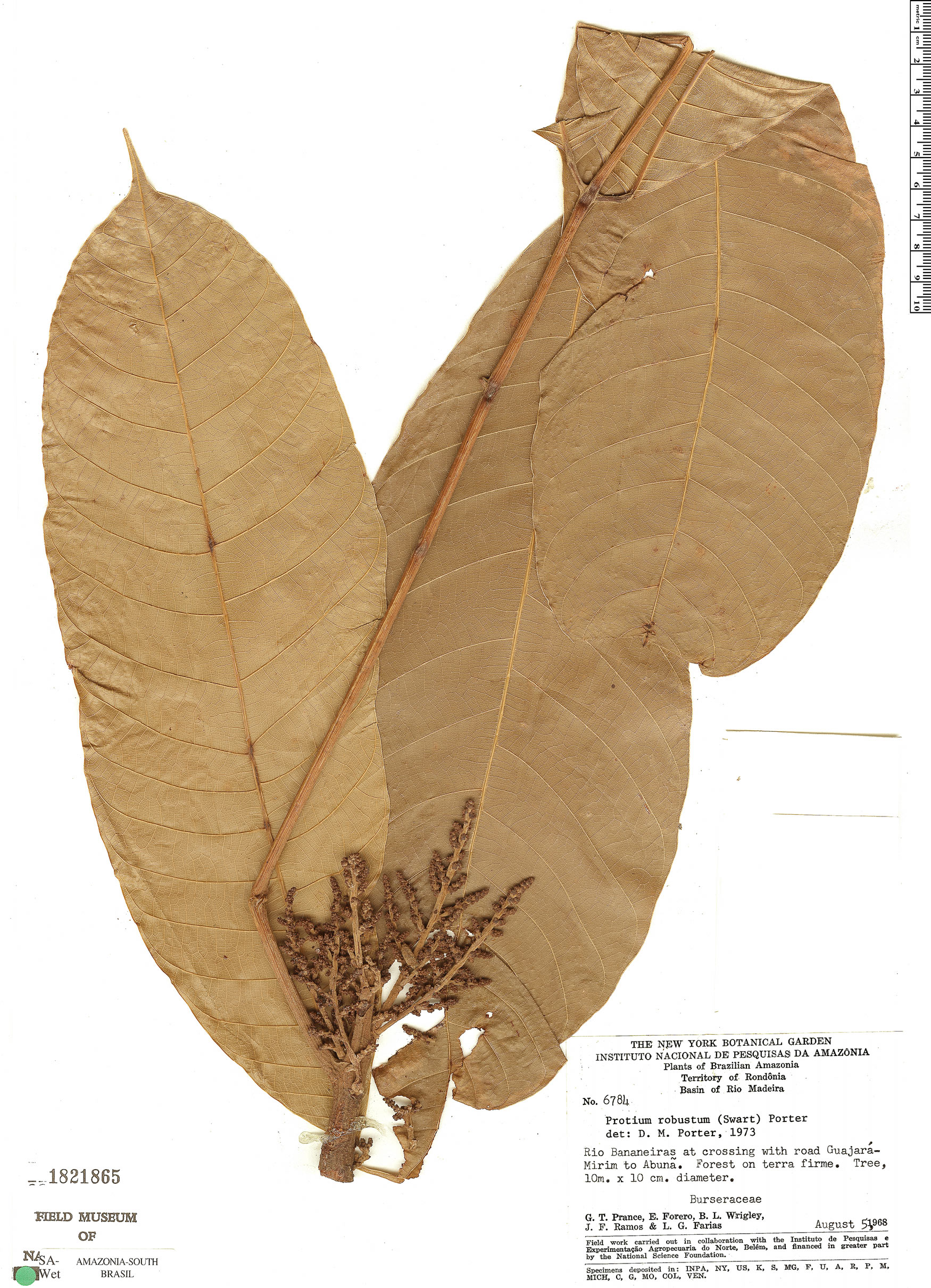 Protium robustum | Herbário Rapid Reference | The Field Museum