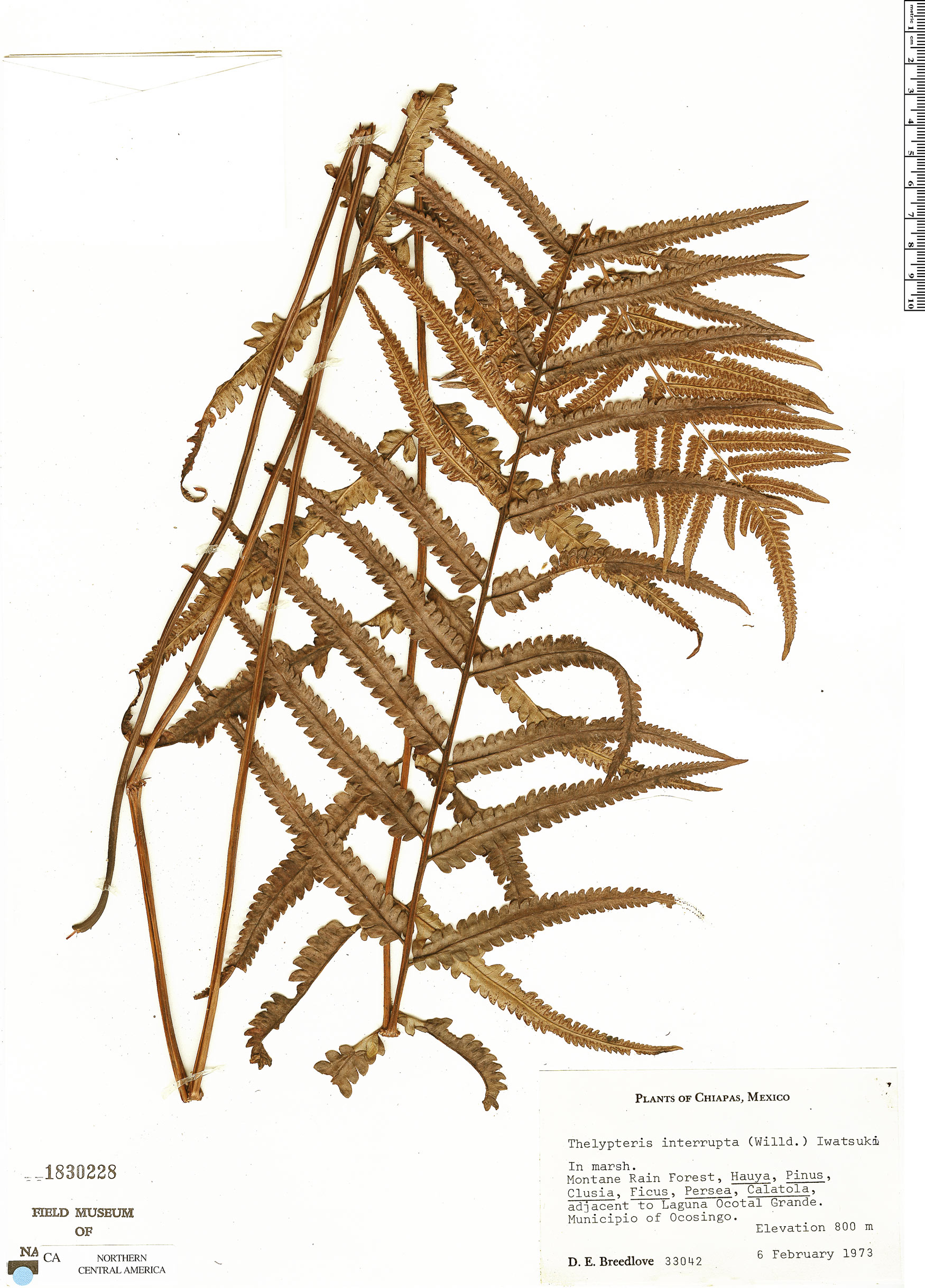 Cyclosorus interruptus | Rapid Reference | The Field Museum