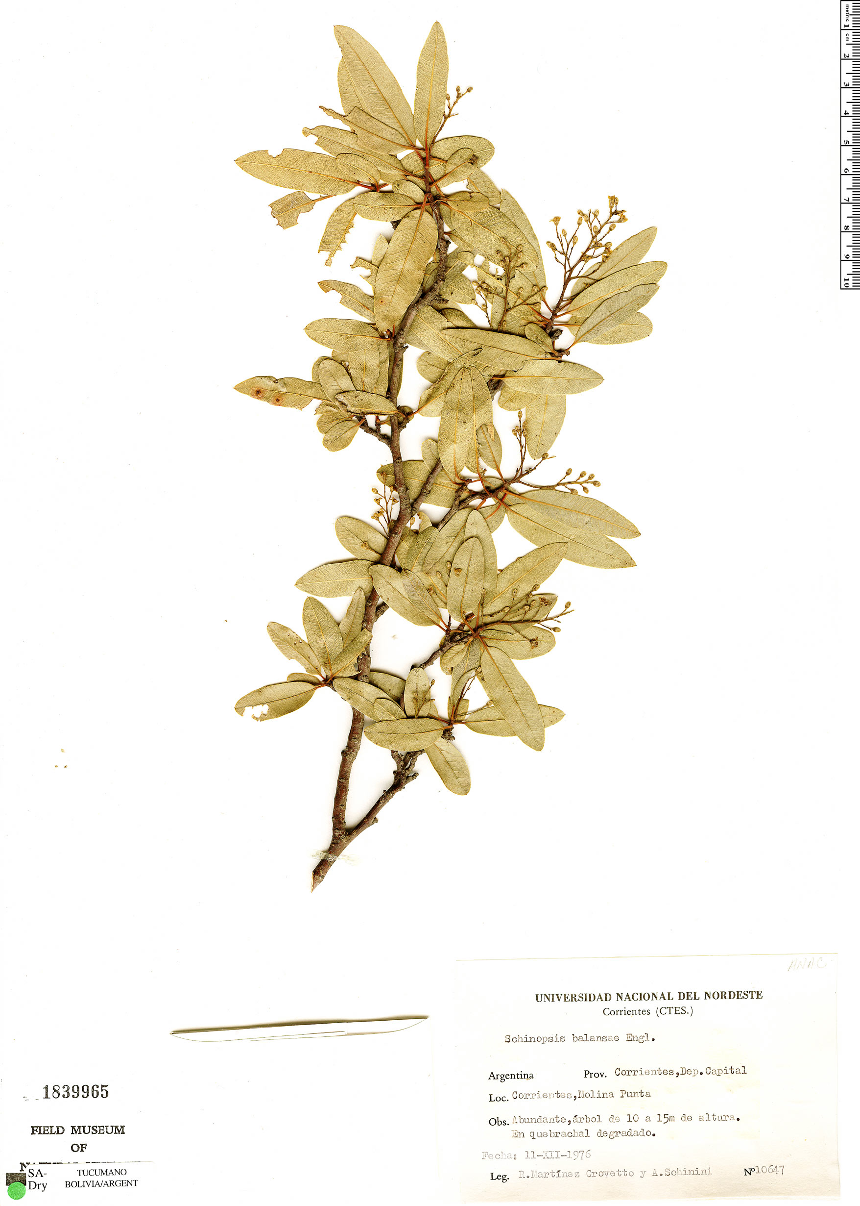 Schinopsis balansae | Herbário Rapid Reference | The Field Museum