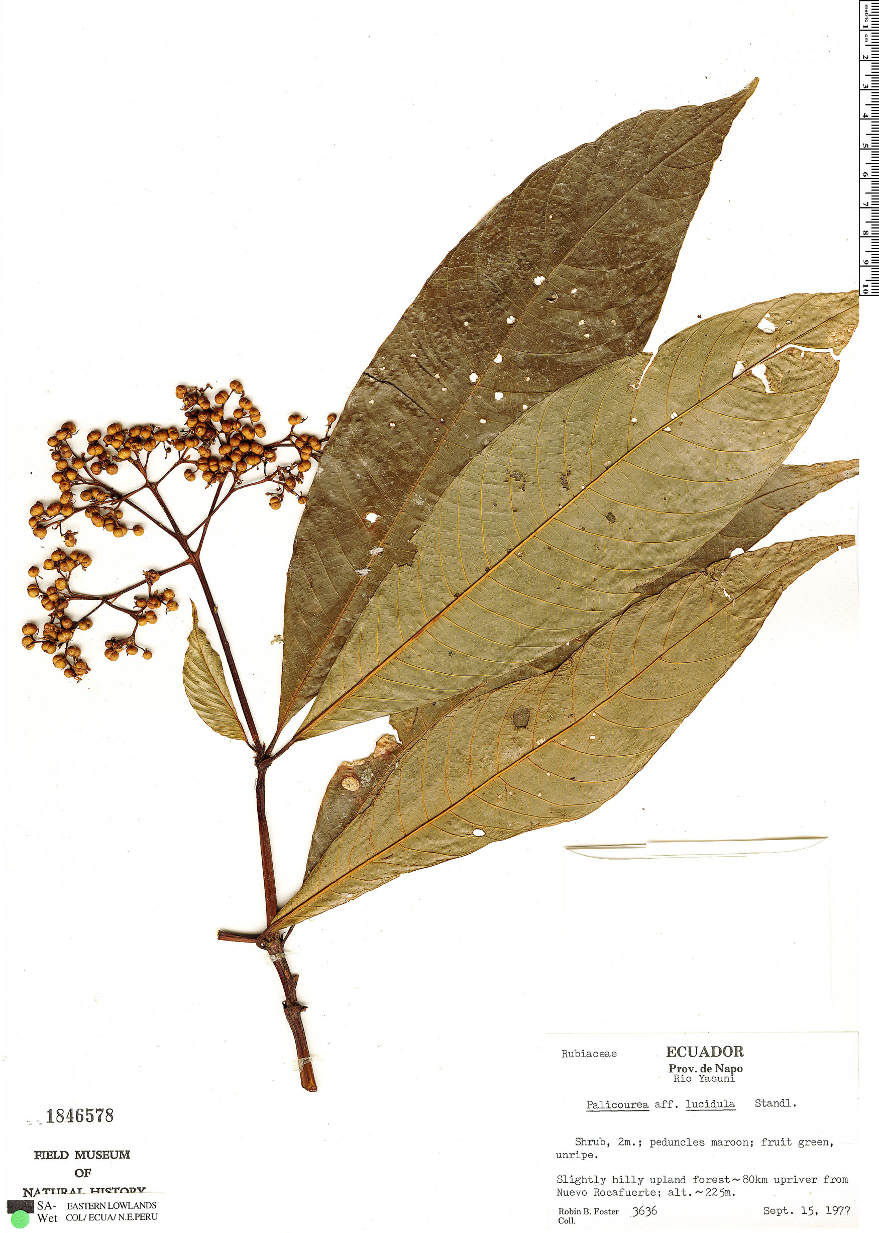 Palicourea lucidula | Herbário Rapid Reference | The Field Museum