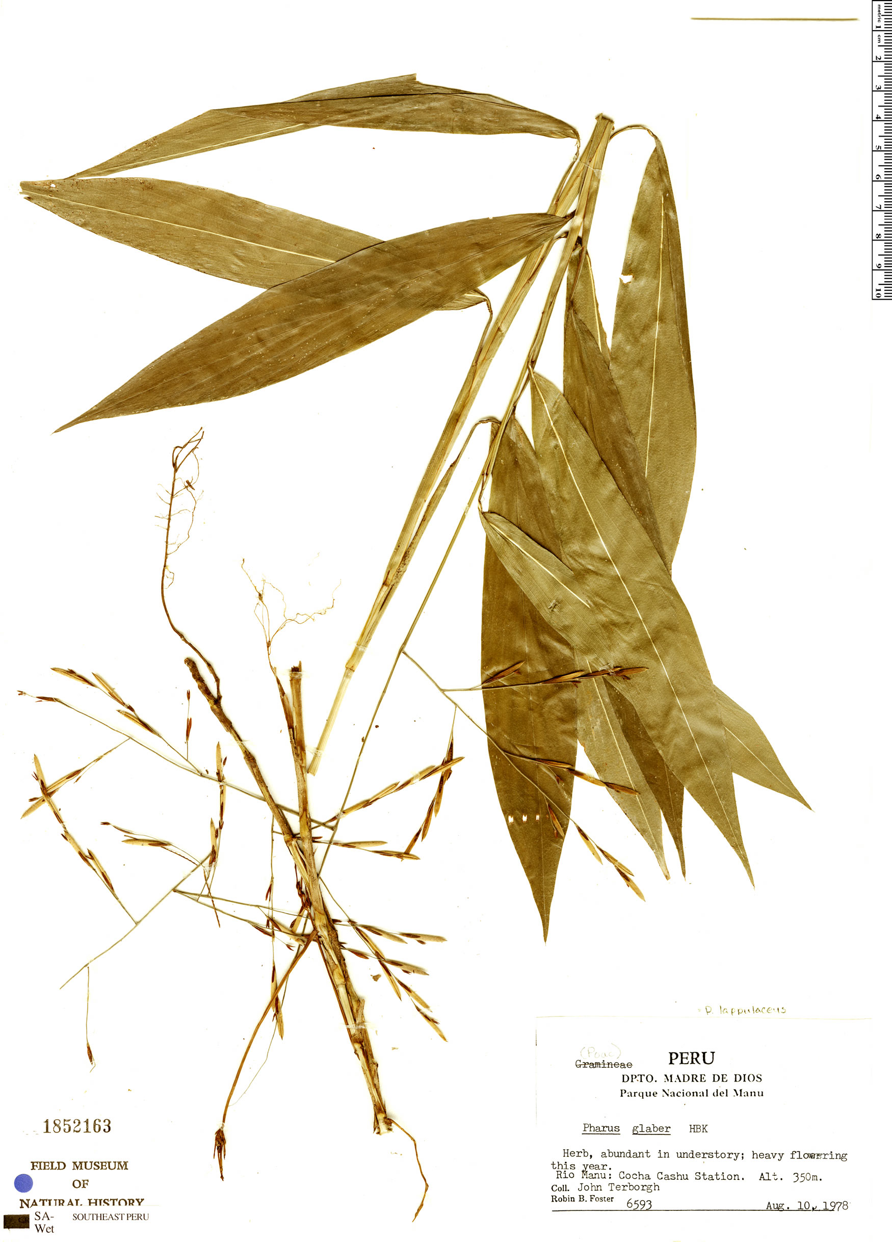 Pharus lappulaceus | Rapid Reference | The Field Museum