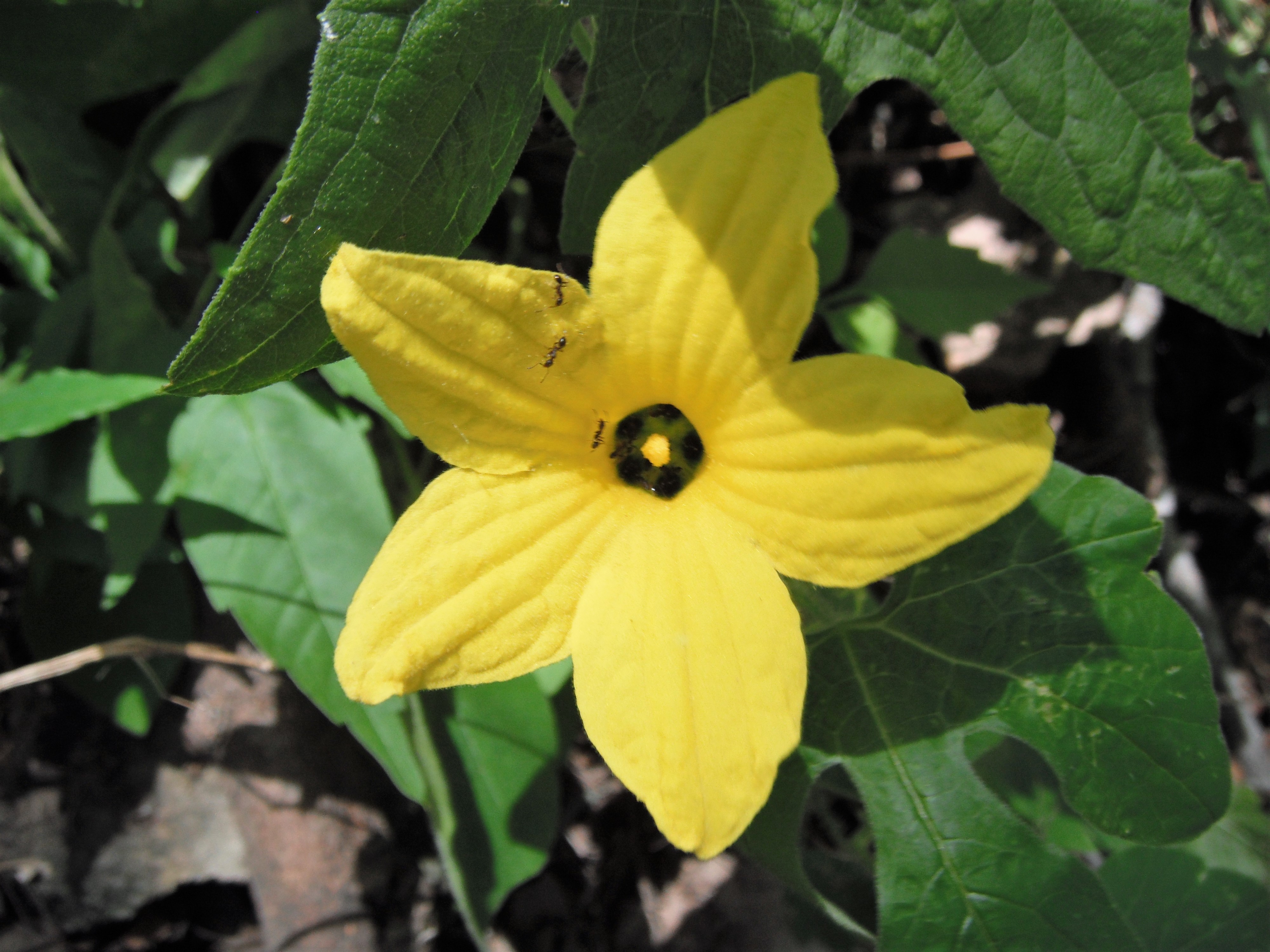 Schizocarpum parviflorum | Live Plant Photos | The Field Museum