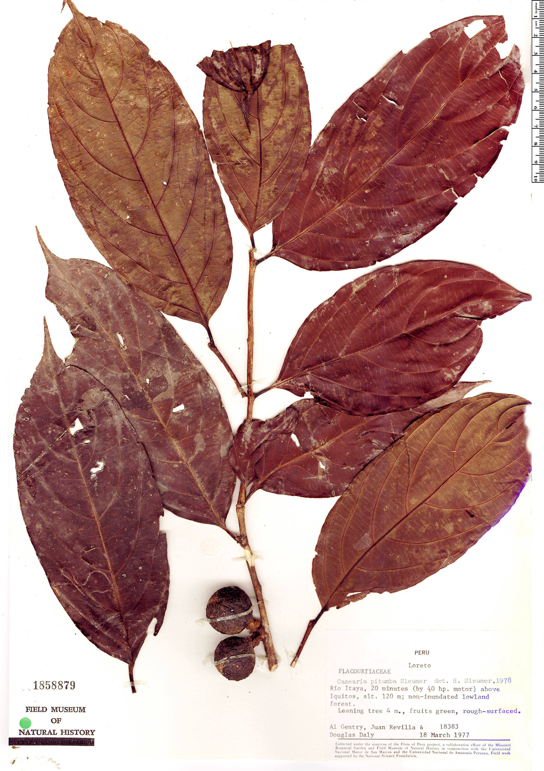 Casearia pitumba | Rapid Reference | The Field Museum