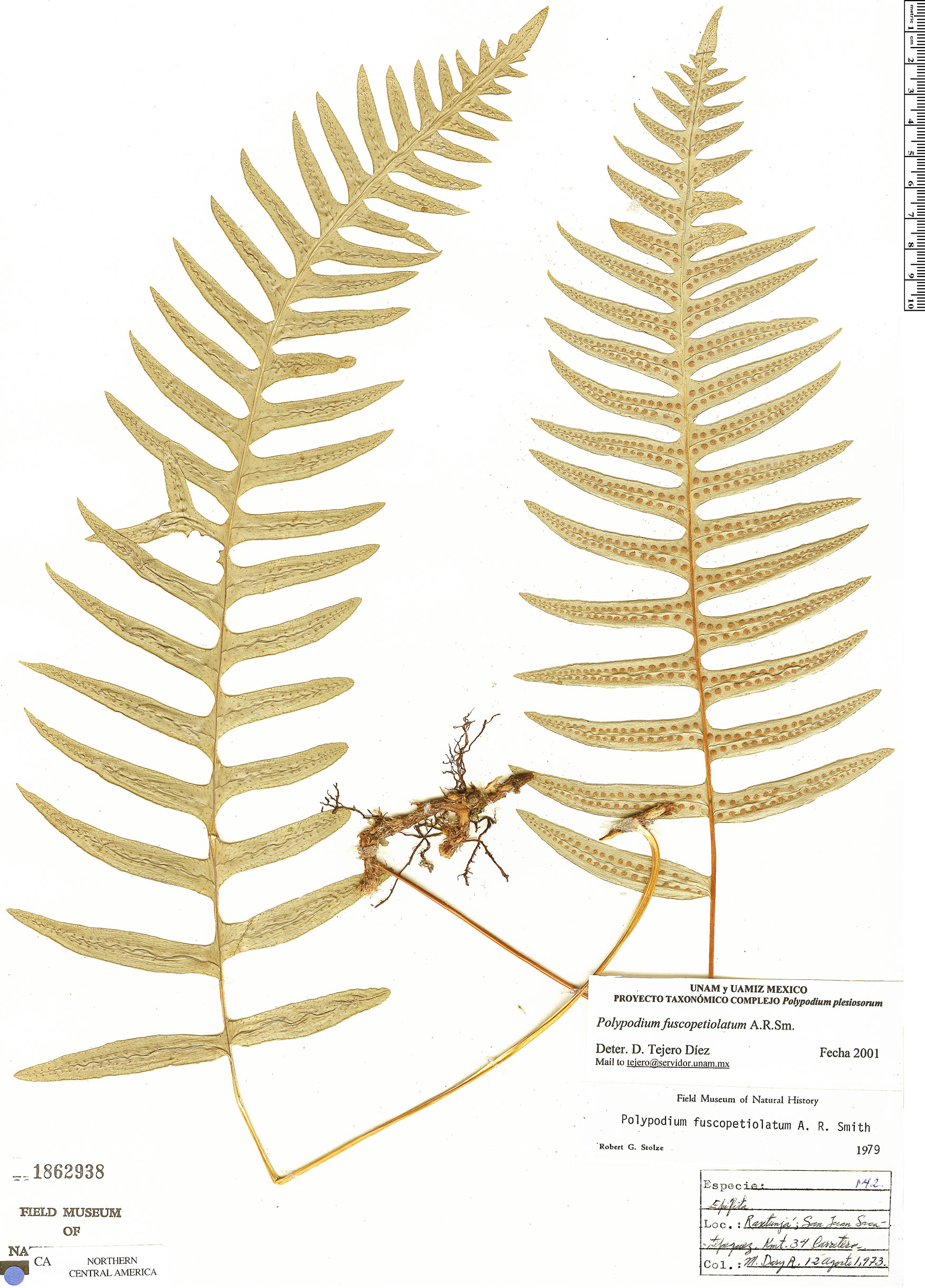 Polypodium colpodes | Herbário Rapid Reference | The Field Museum