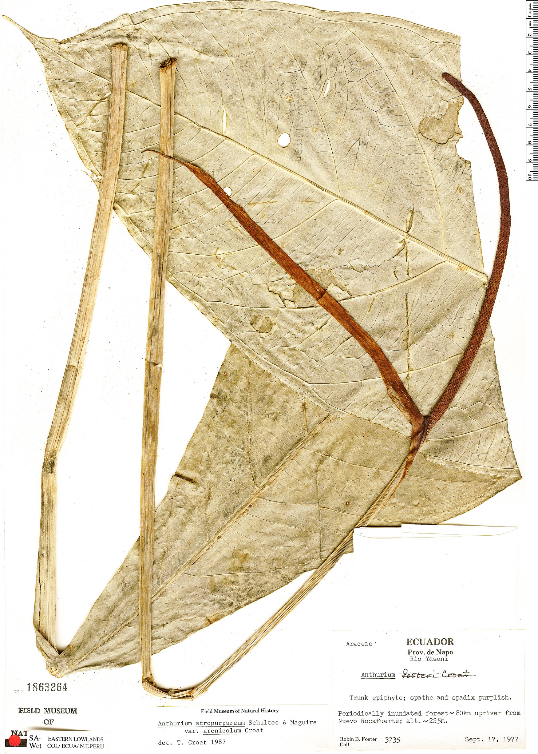 Anthurium atropurpureum | Rapid Reference | The Field Museum