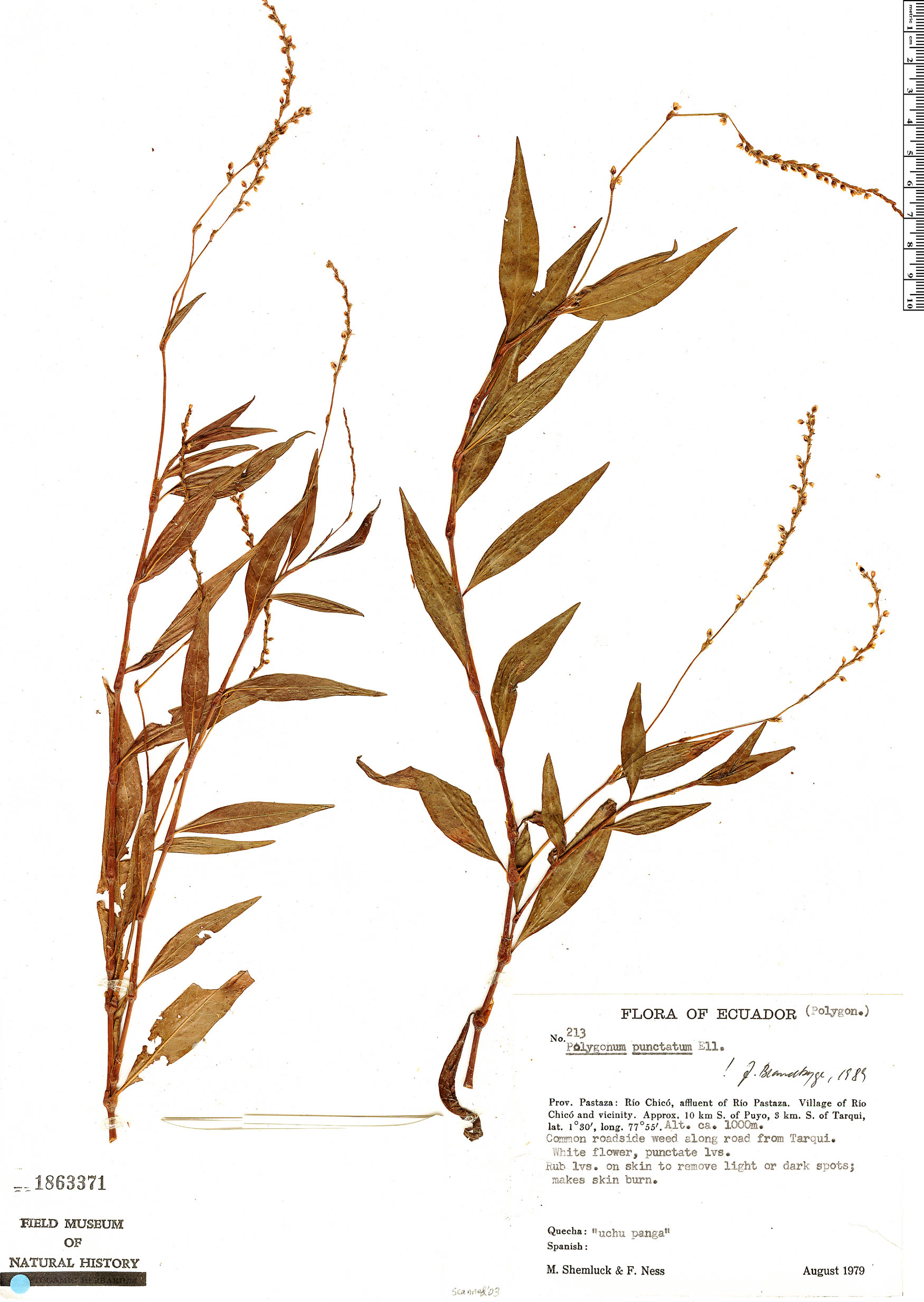Persicaria punctata | Rapid Reference | The Field Museum