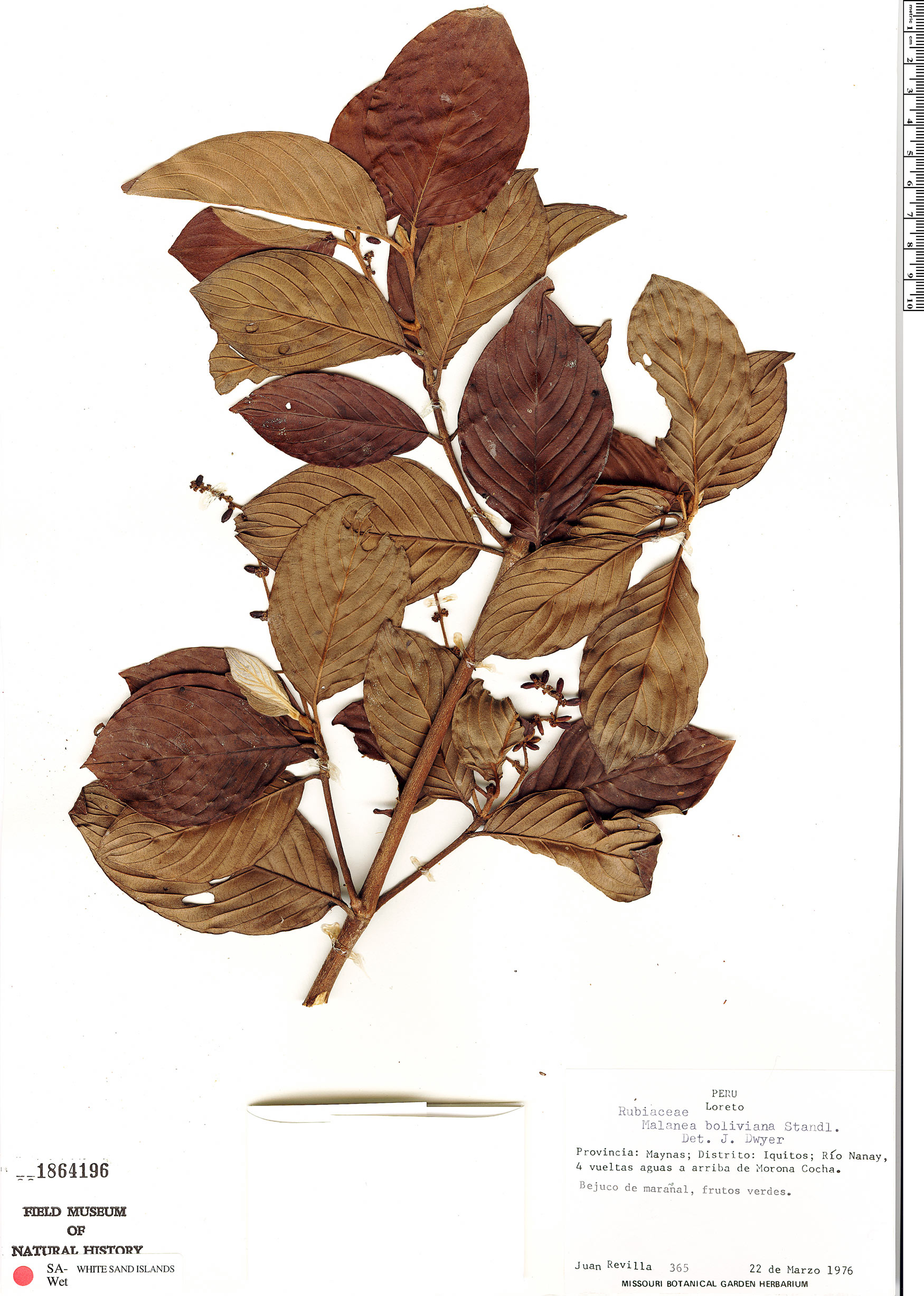 Malanea boliviana | Rapid Reference | The Field Museum