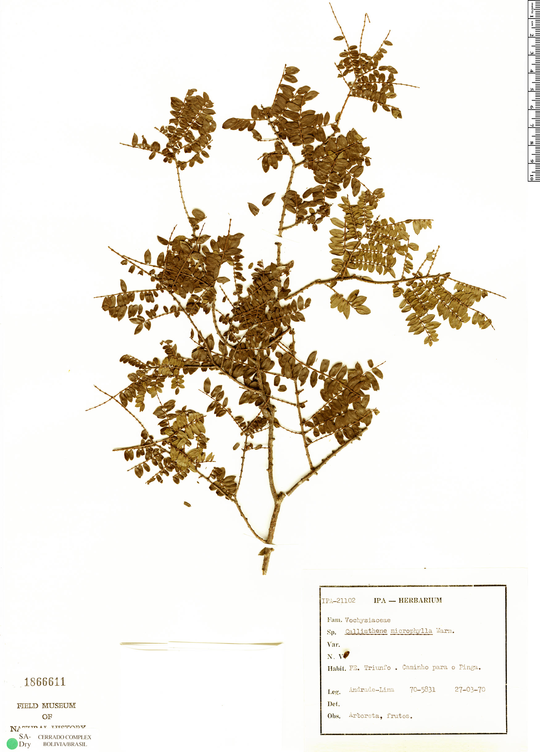 Callisthene microphylla | Rapid Reference | The Field Museum
