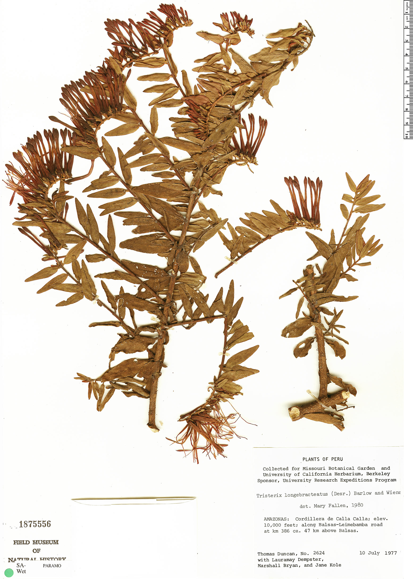 Tristerix longebracteatus | Herbário Rapid Reference | The Field Museum