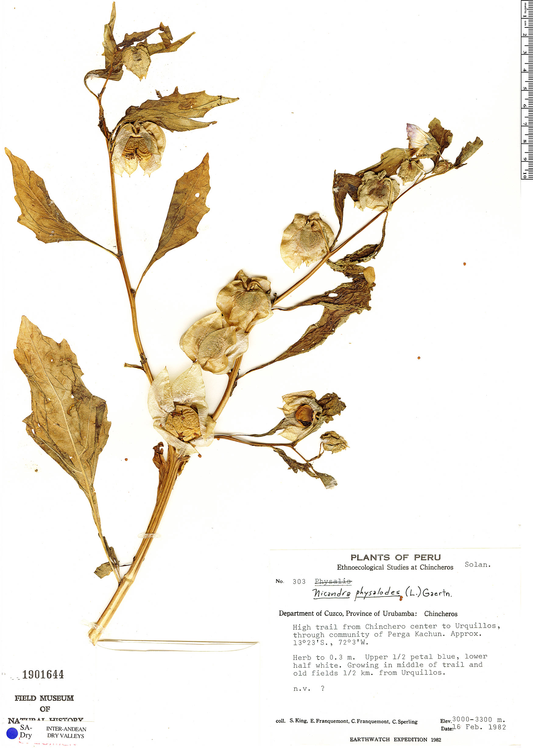 Nicandra physalodes | Rapid Reference | The Field Museum